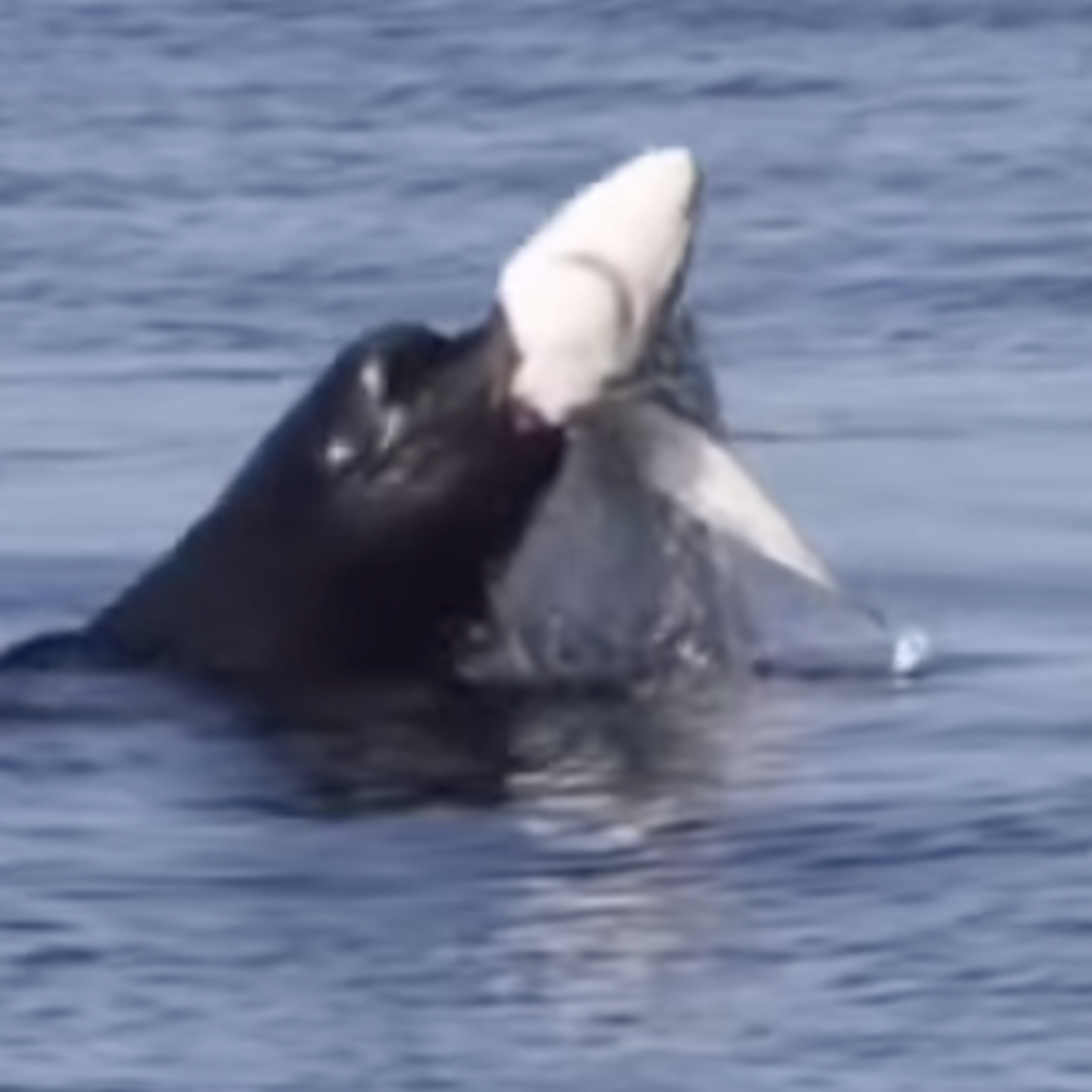 orca eats seal