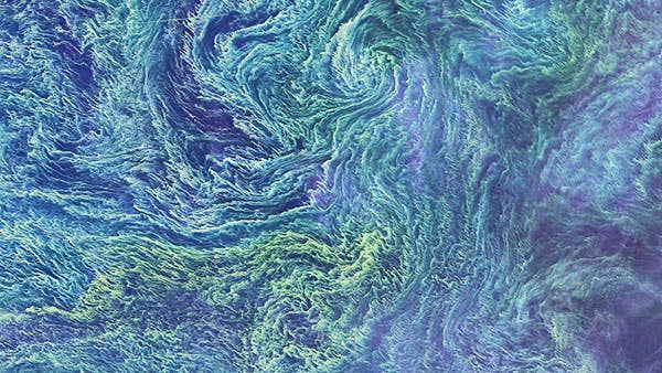 “Worst Ever Recorded”: Toxic Algae Bloom Wreaks Havoc in CA - Surfer
