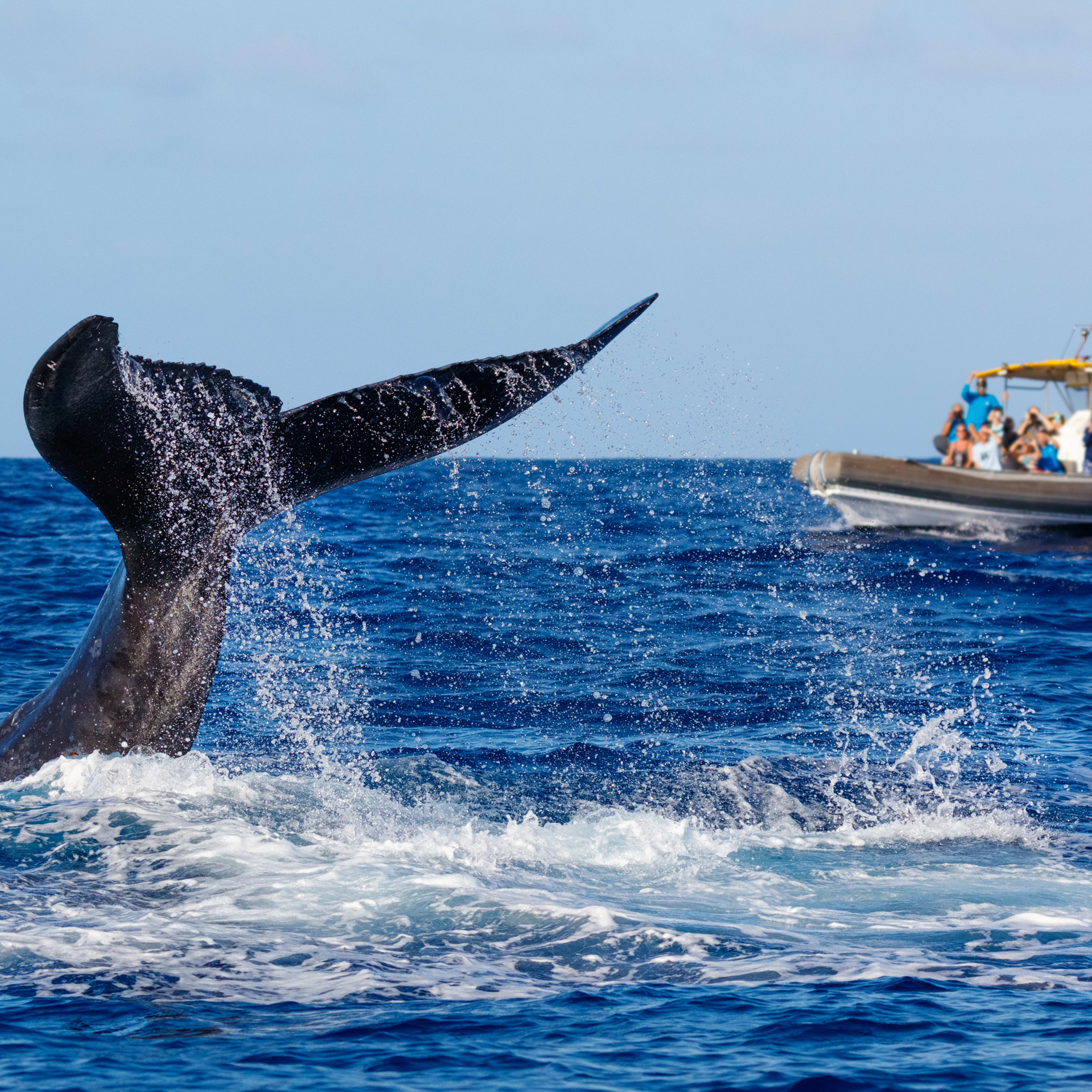 866 New Species Discovered in the Ocean - Surfer