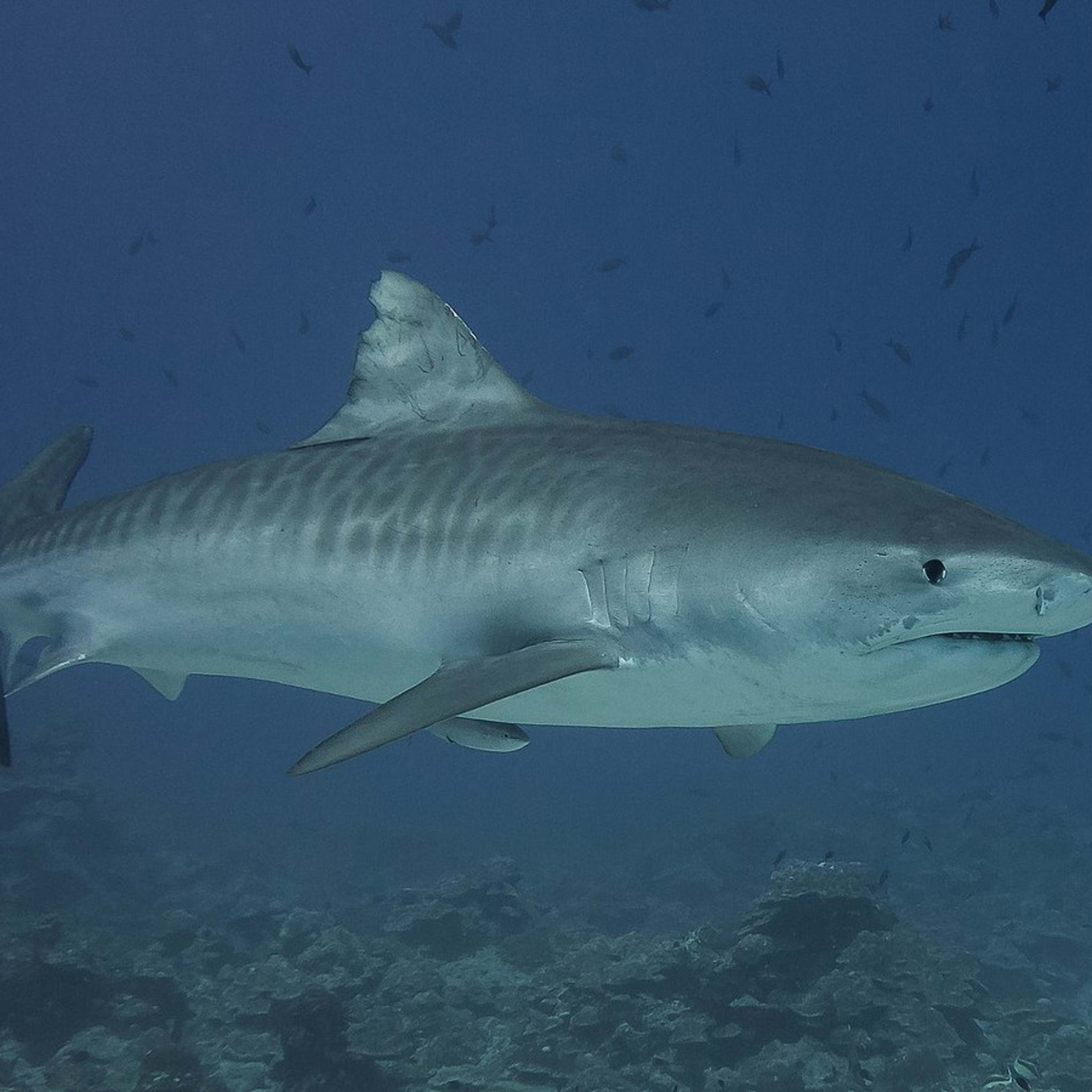 tiger shark bite