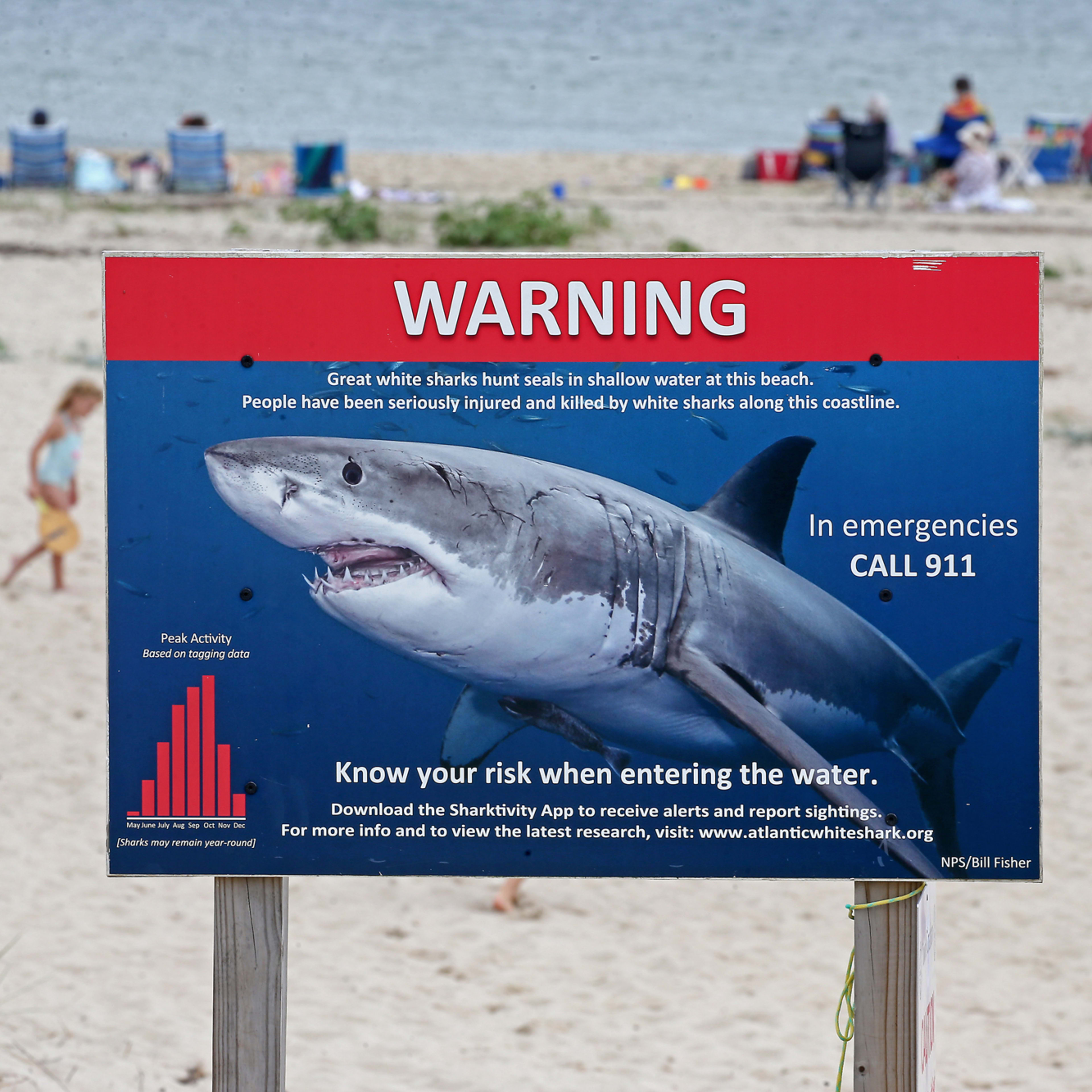 How To Survive a Shark Attack and Stay Safe From Sharks - Surfer