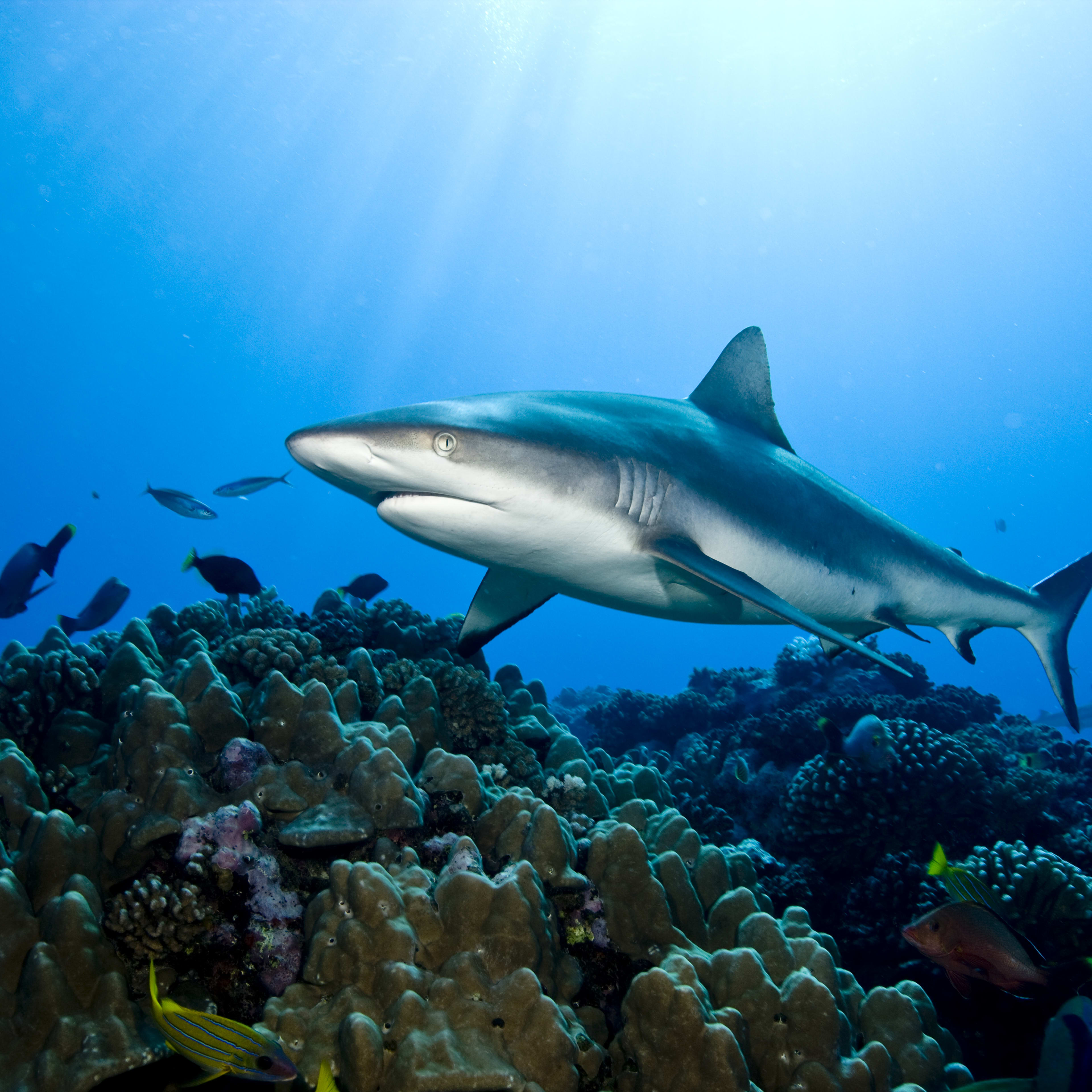 Earth’s Long Lost 8th Continent Revealed by Scientists - Surfer