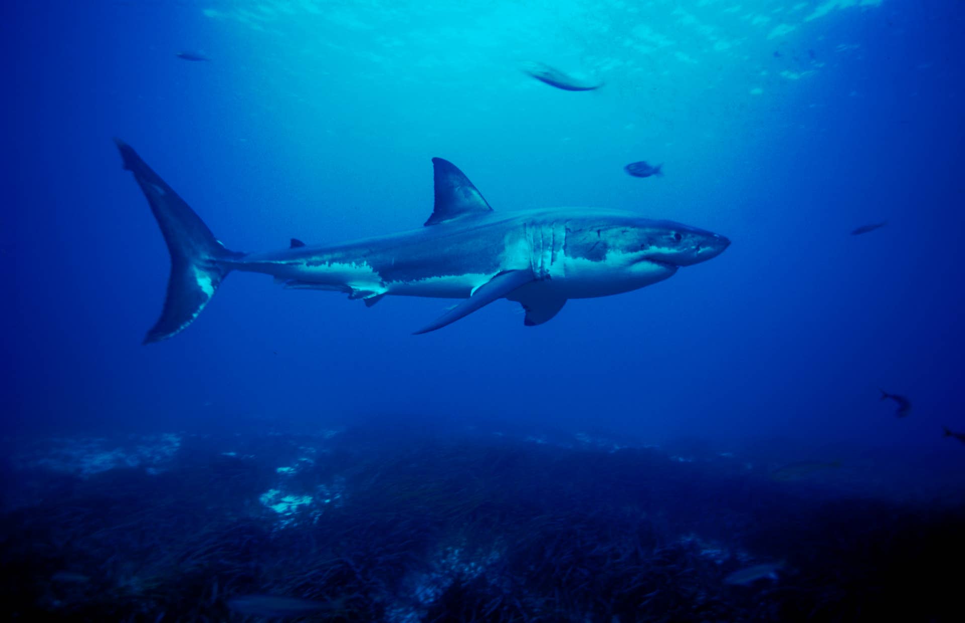 What's the Shark Attack Risk For Reunion Island in 2026? - Surfer