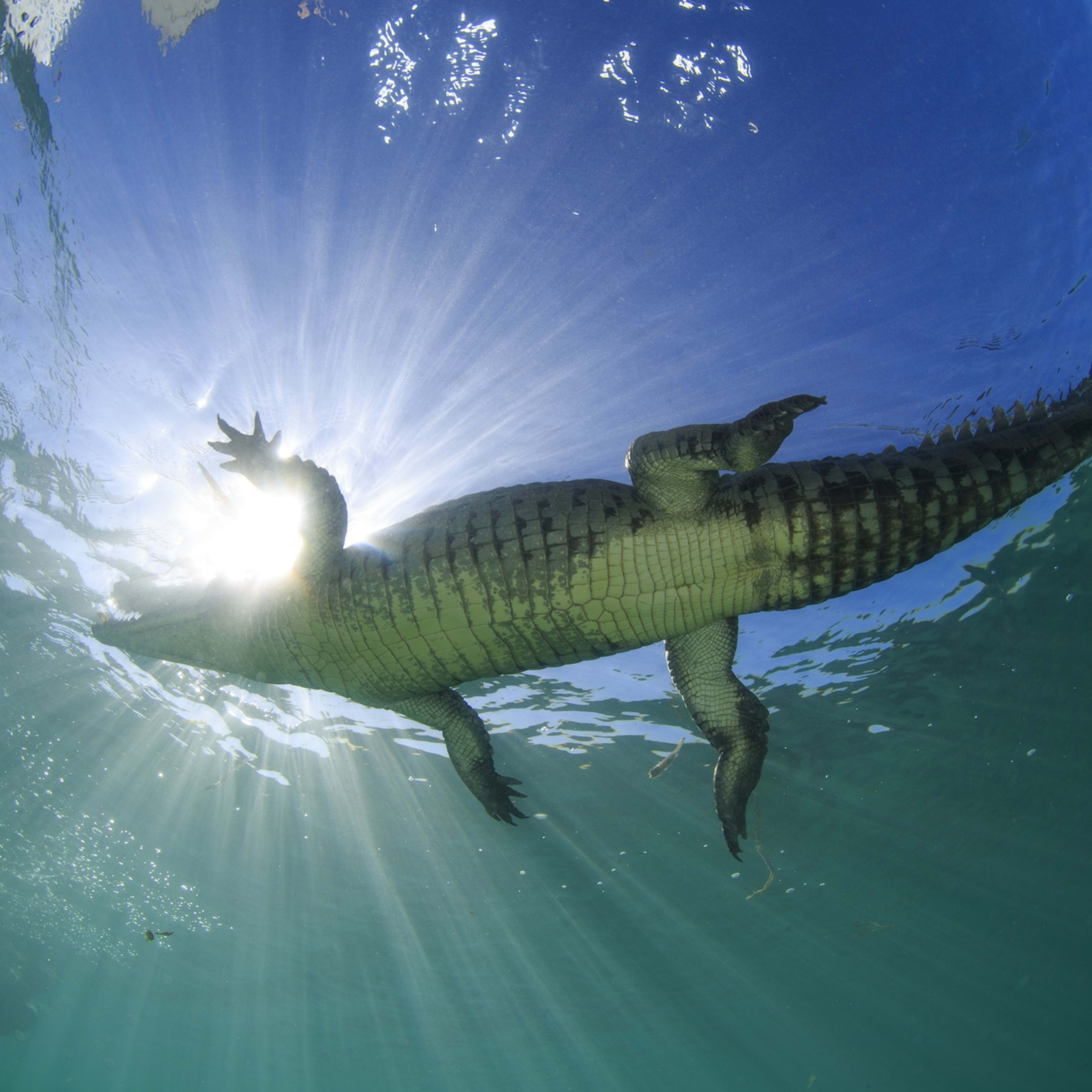 The Top 3 Most Crocodile-Infested Surf Spots in the World - Surfer