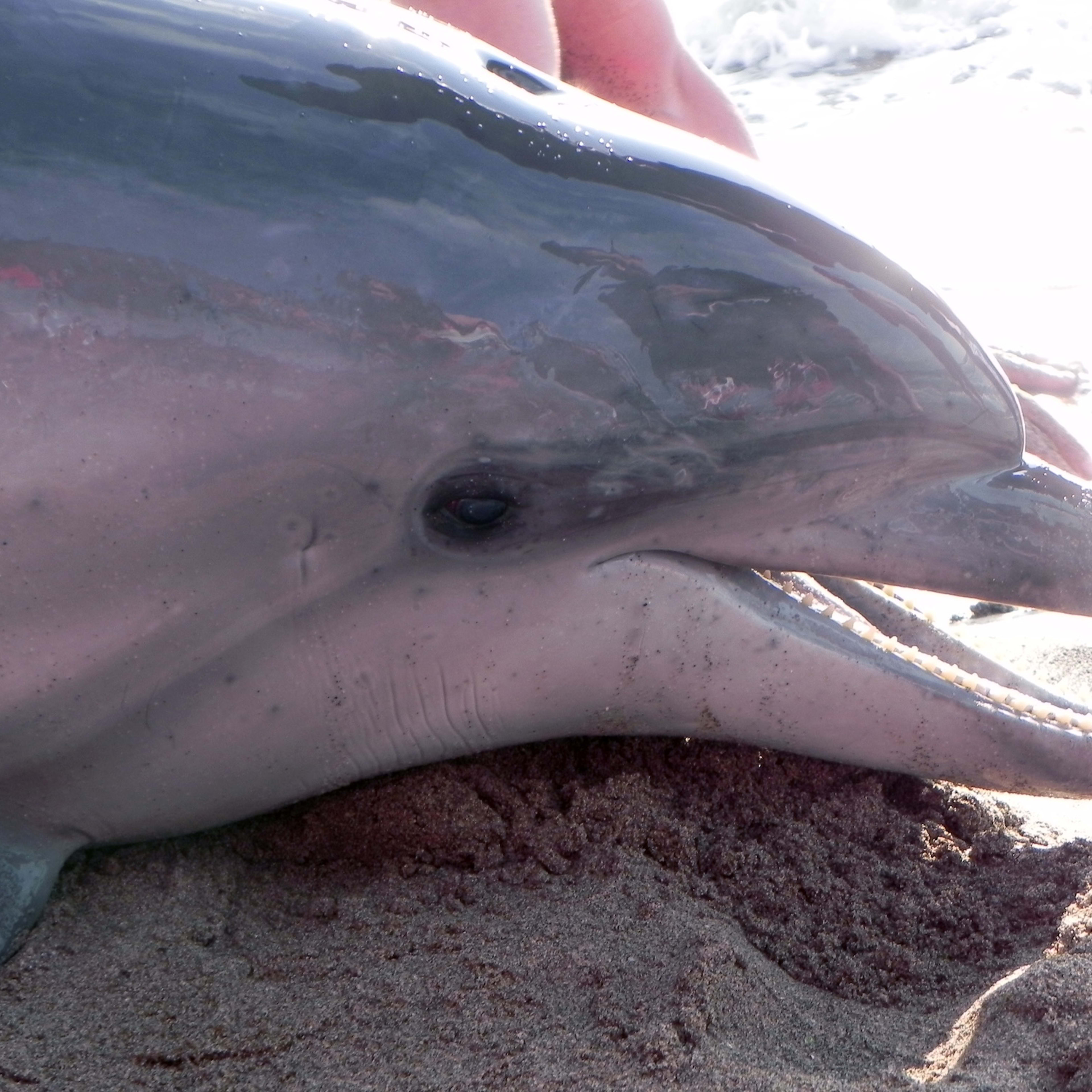 Hugues Oyarzabal, French Surfing Tube Savant, Has Died