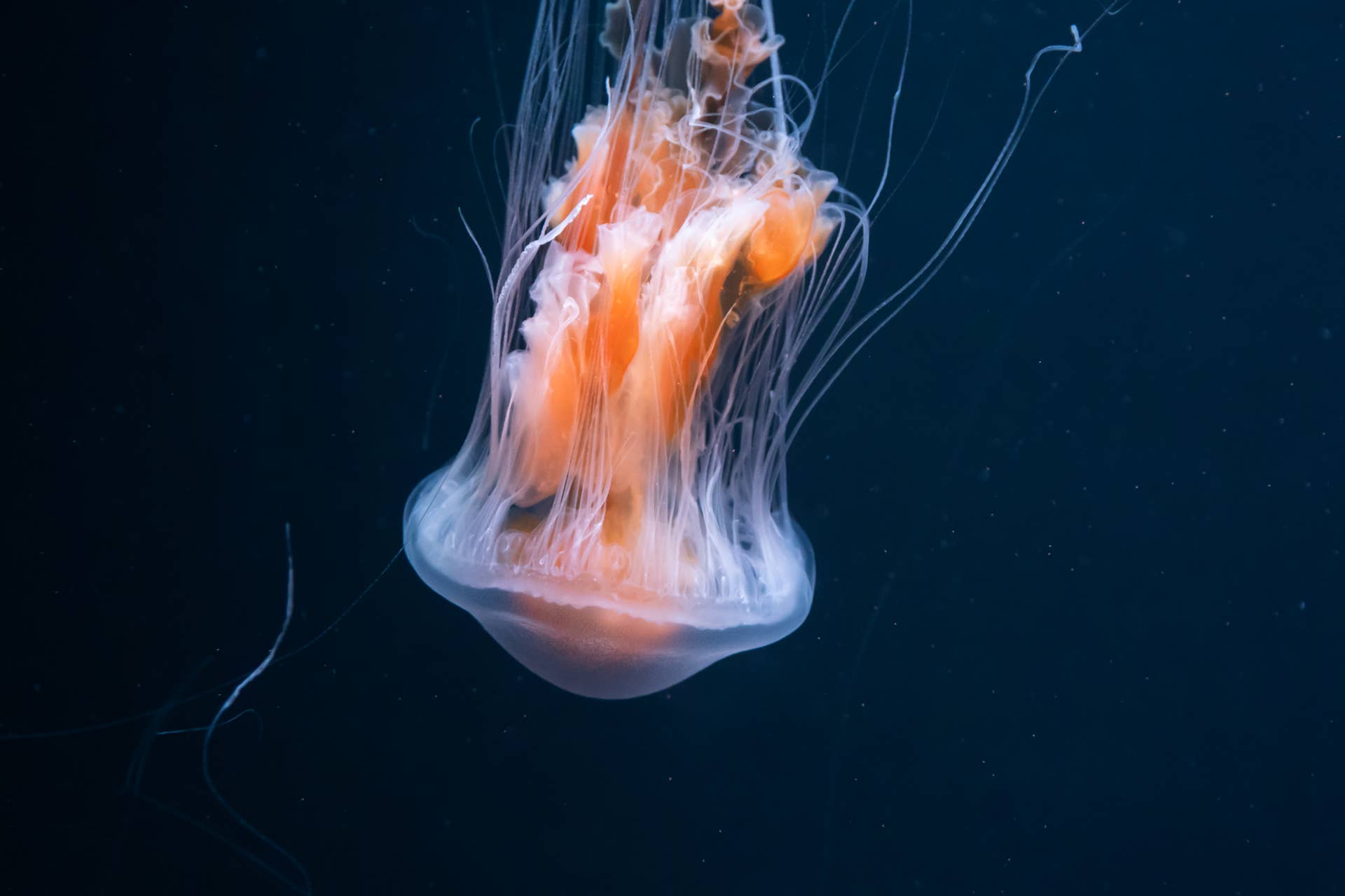 The 6 Deepest Parts of the World's Oceans - Surfer