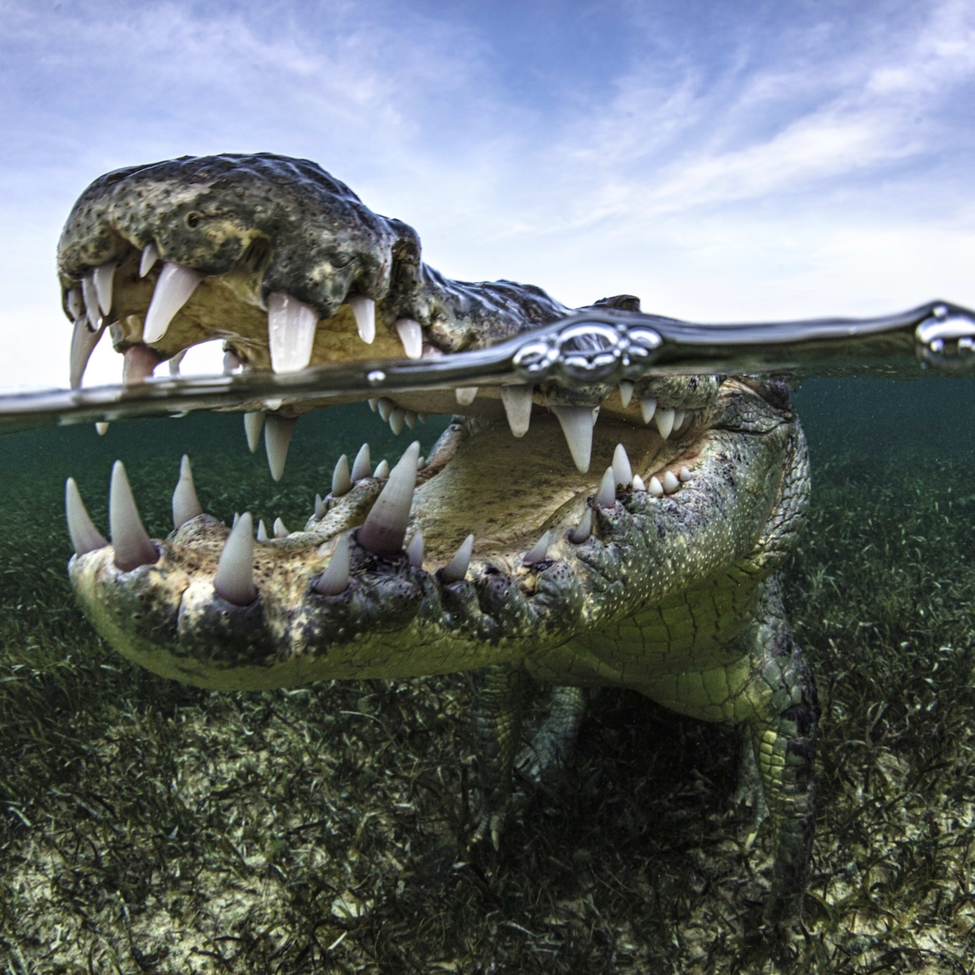 NOBODY LISTENS TO TURTLE The John Philbin Interview