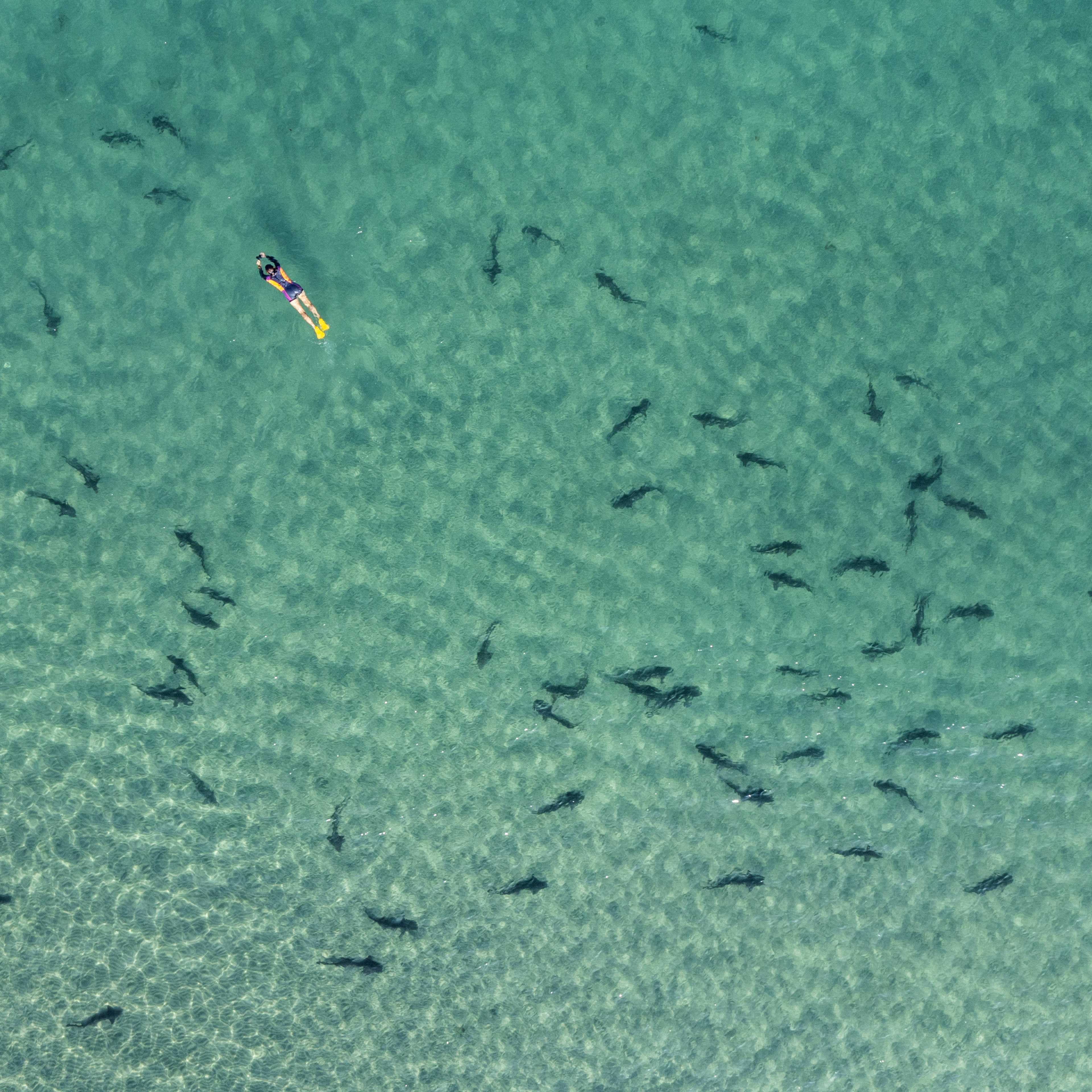 The 7 Best Shark Documentaries Every Surfer Should See - Surfer