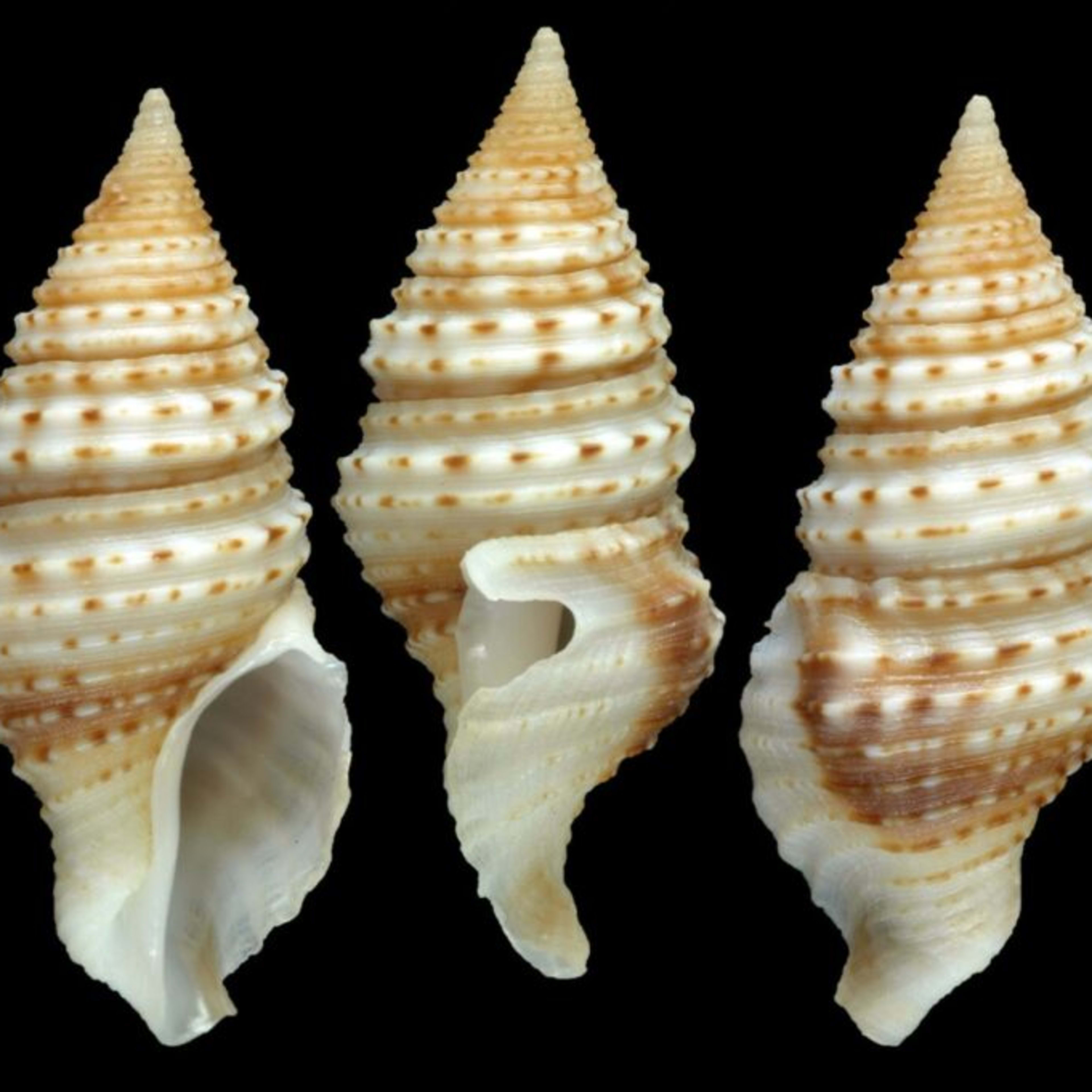 The 7 Best Shark Documentaries Every Surfer Should See - Surfer