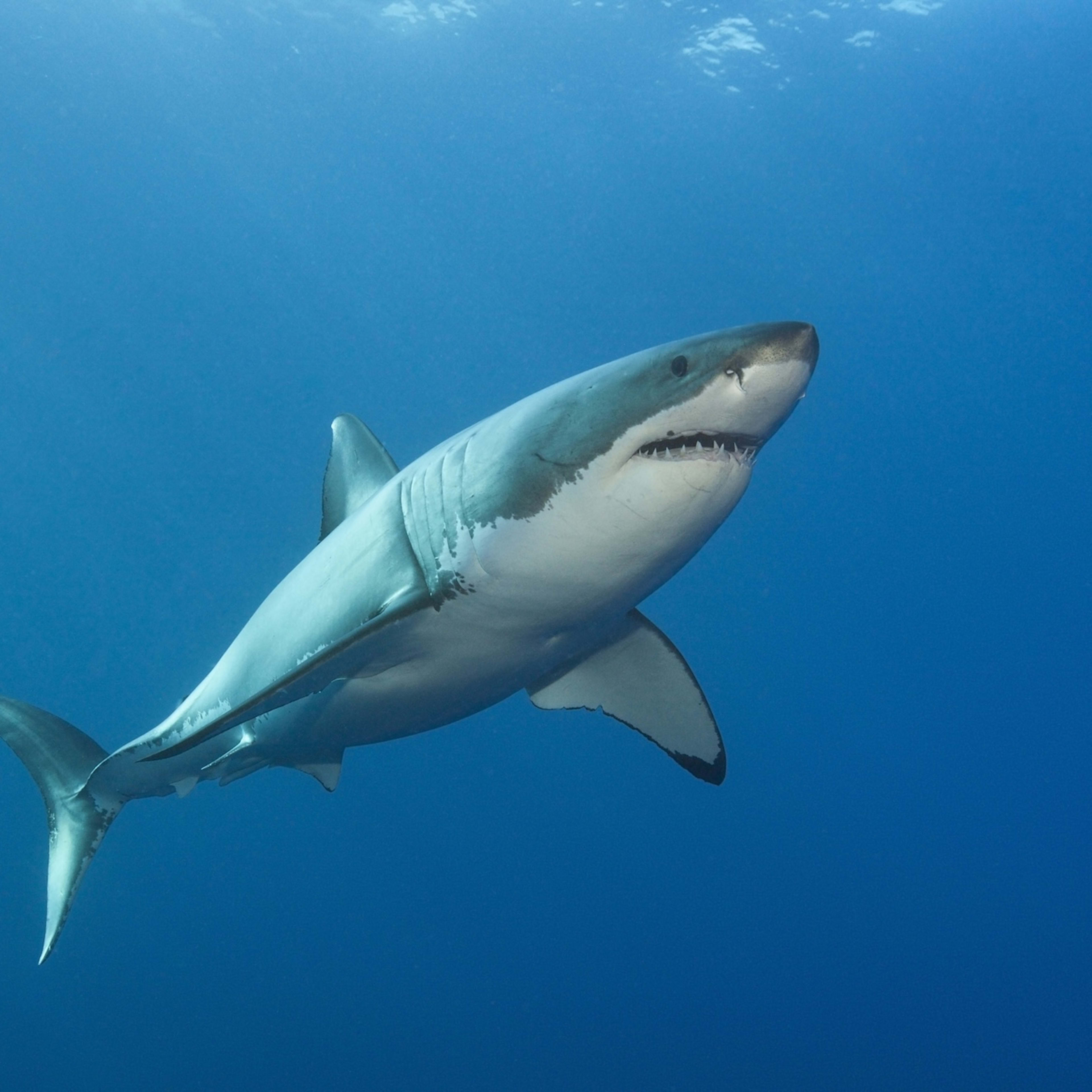 How To Survive a Shark Attack and Stay Safe From Sharks - Surfer