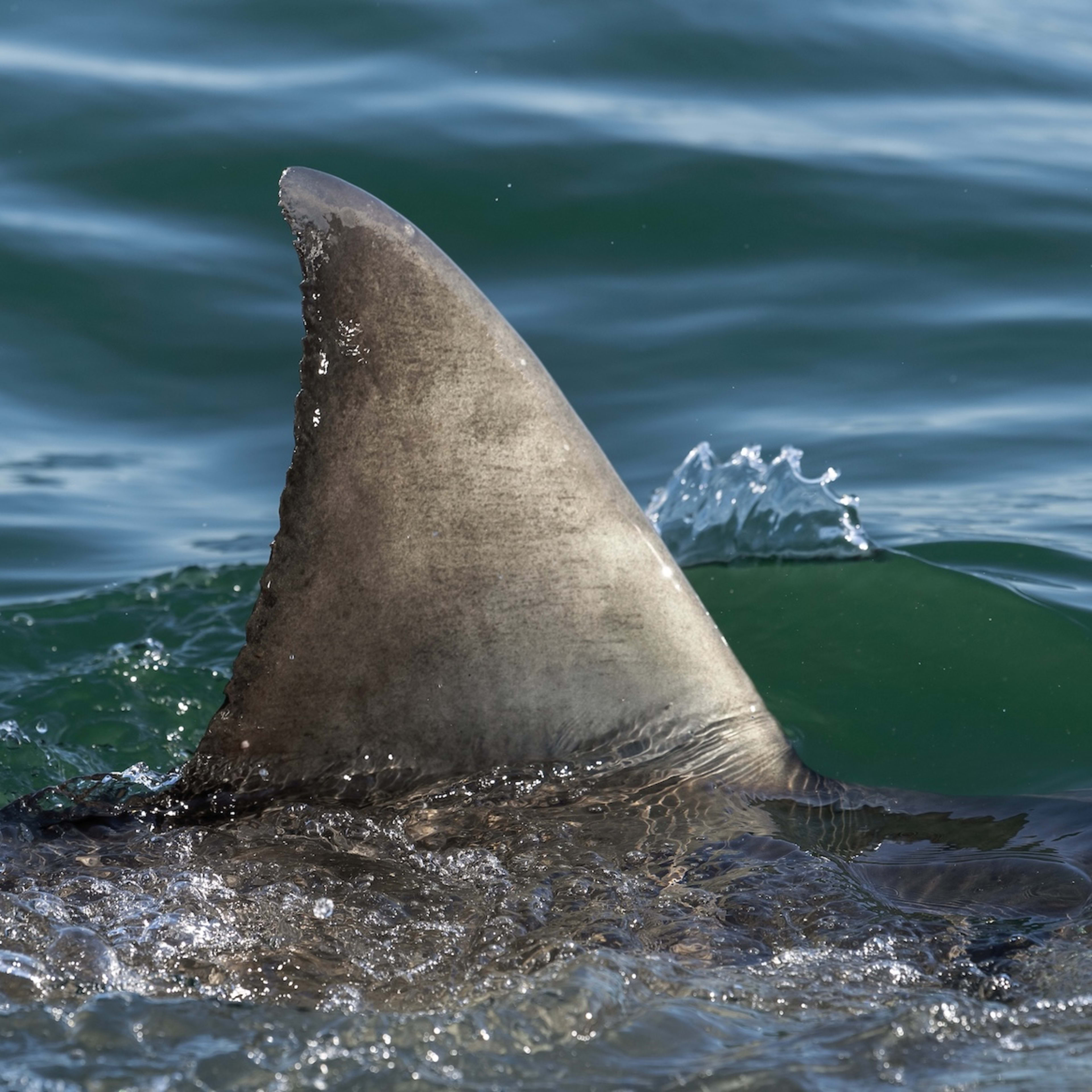 Big-Wave Surfer Justine Dupont On Motherhood and Claiming the Ride of ...