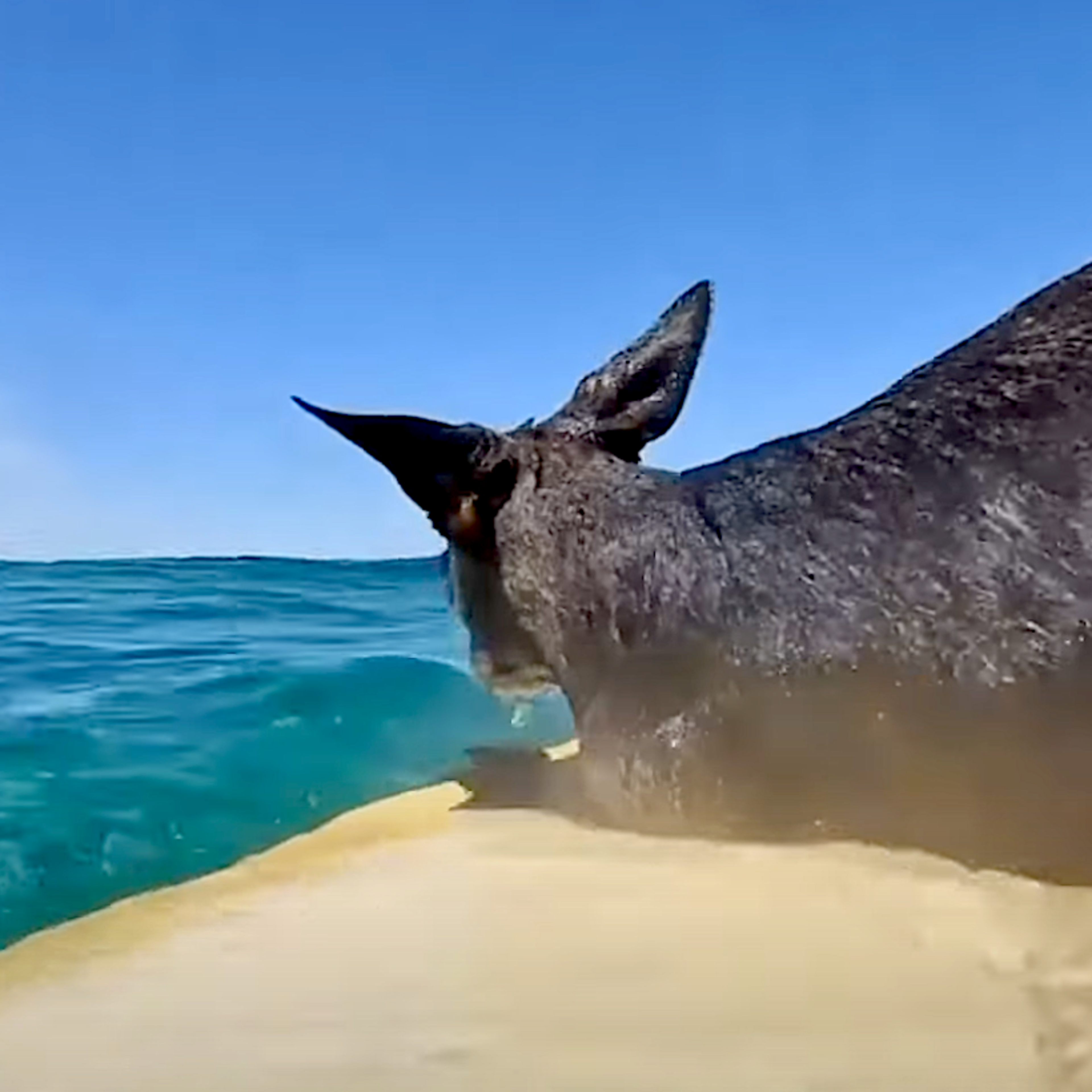 Surfing 101: How To Duck Dive and Paddle Efficiently - Surfer