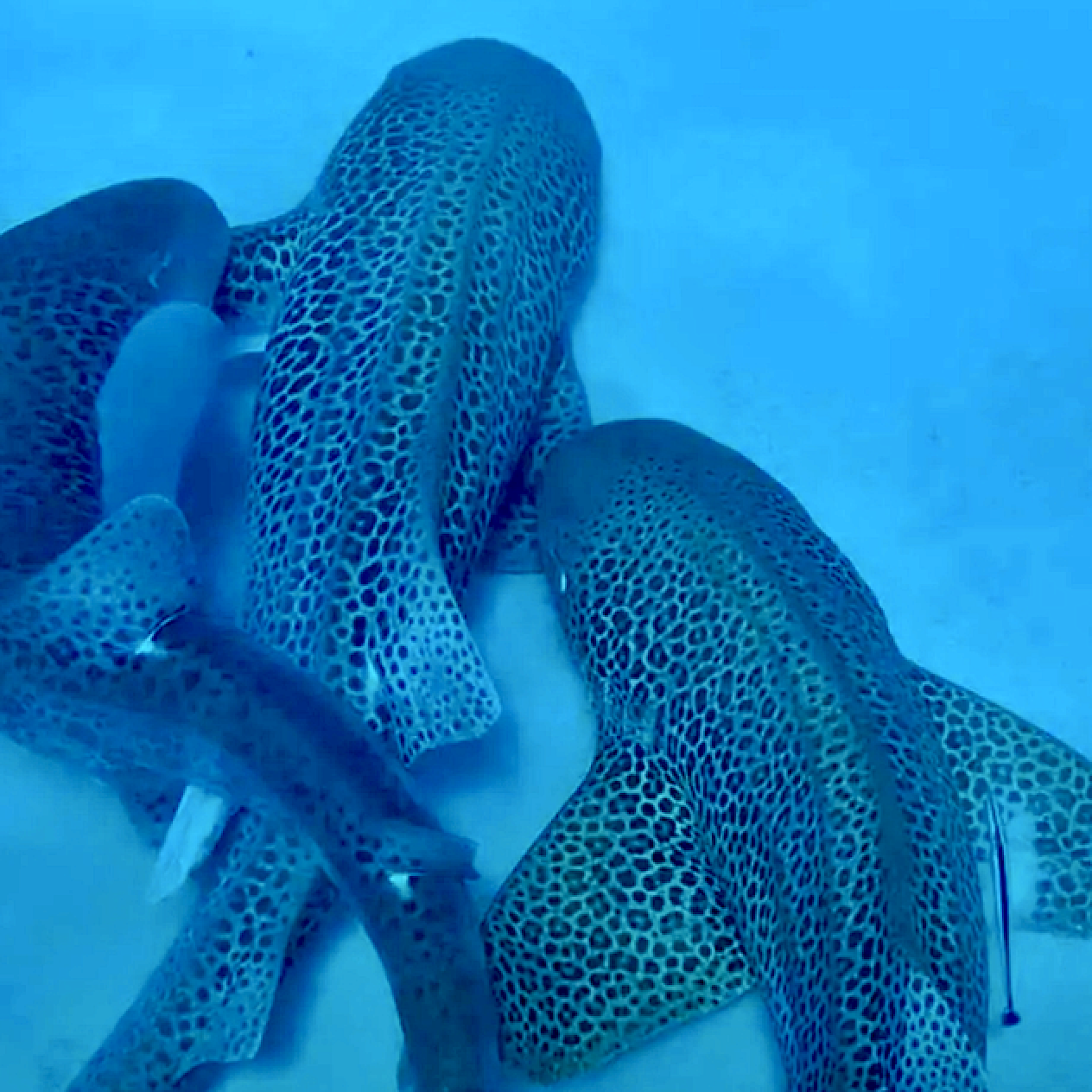 Announcing The First UK Surf and Skate Expo in Two Decades - Surfer