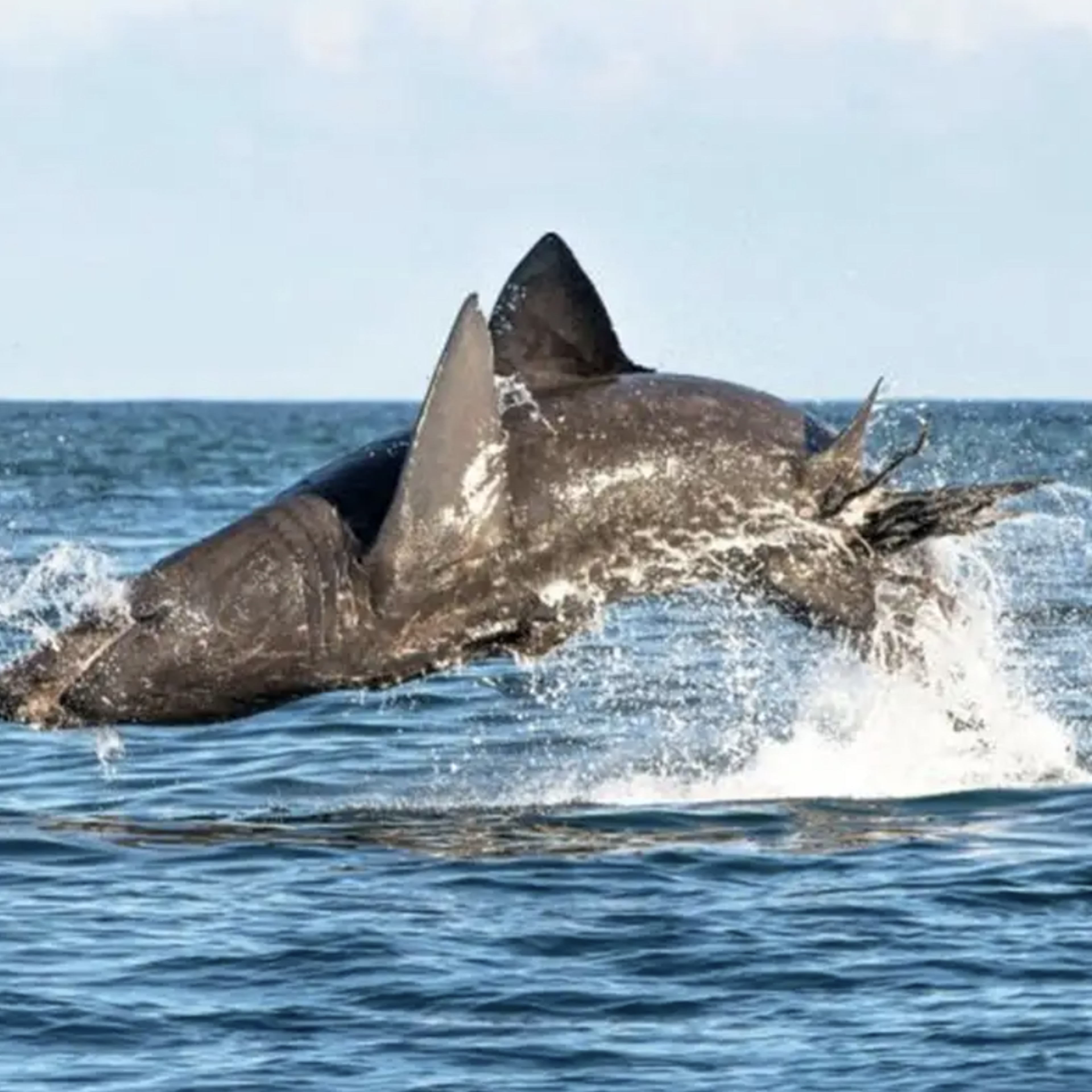 Diver Swims With Record-Breaking Great White Shark (Video) - Surfer