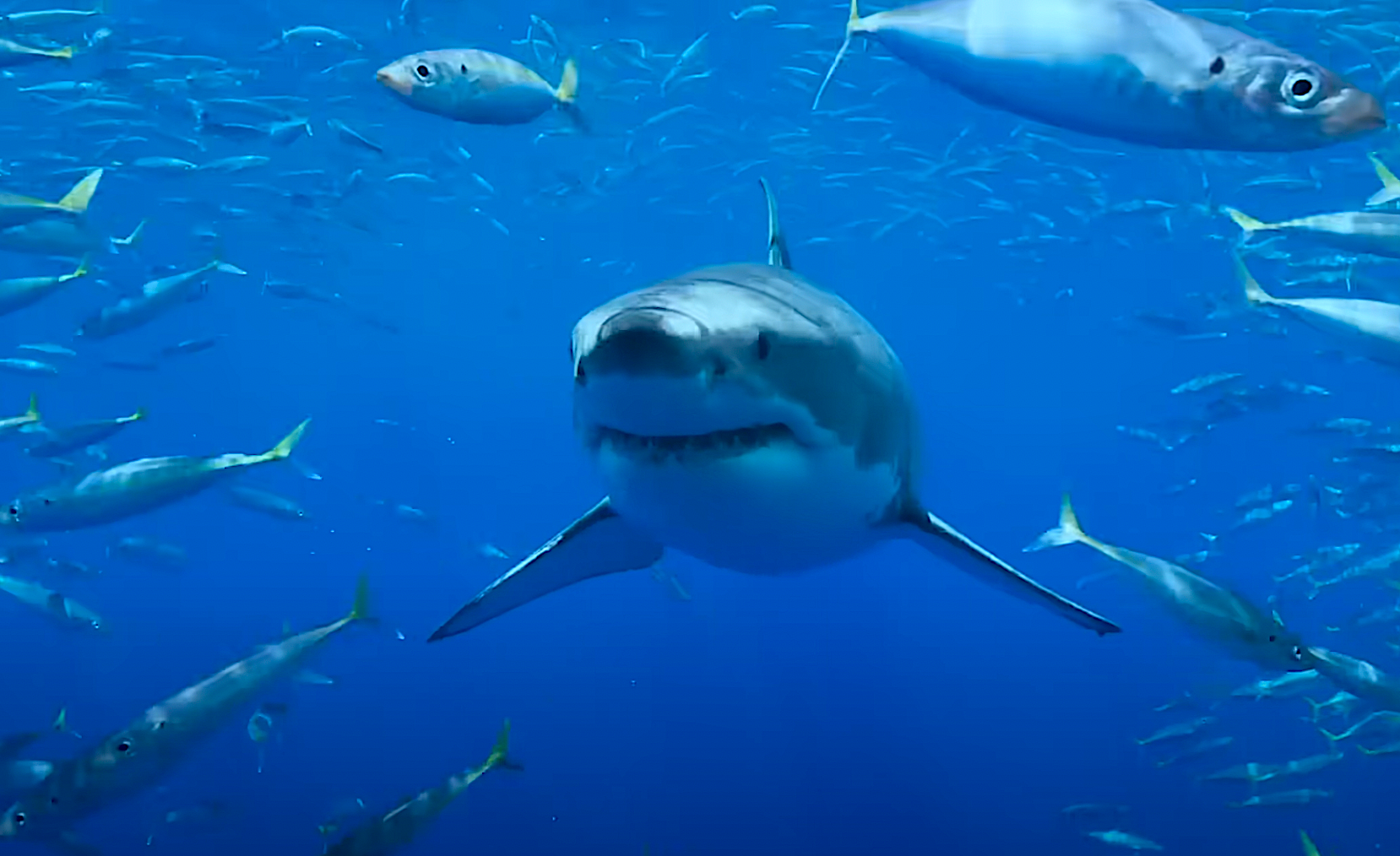 How To Survive a Shark Attack and Stay Safe From Sharks - Surfer