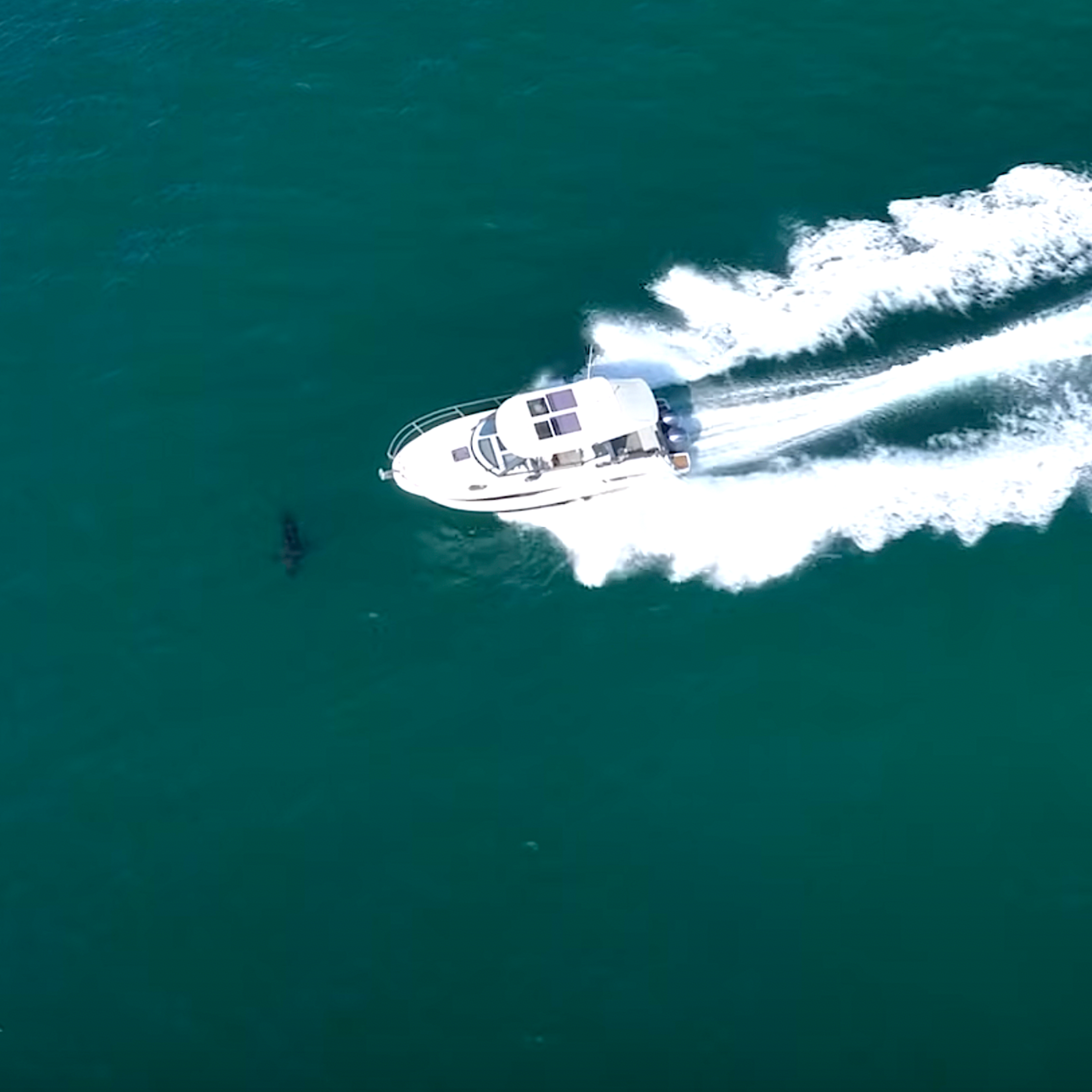 Monster 15ft Great White Shark Stalks Santa Monica Pier (Video) - Surfer