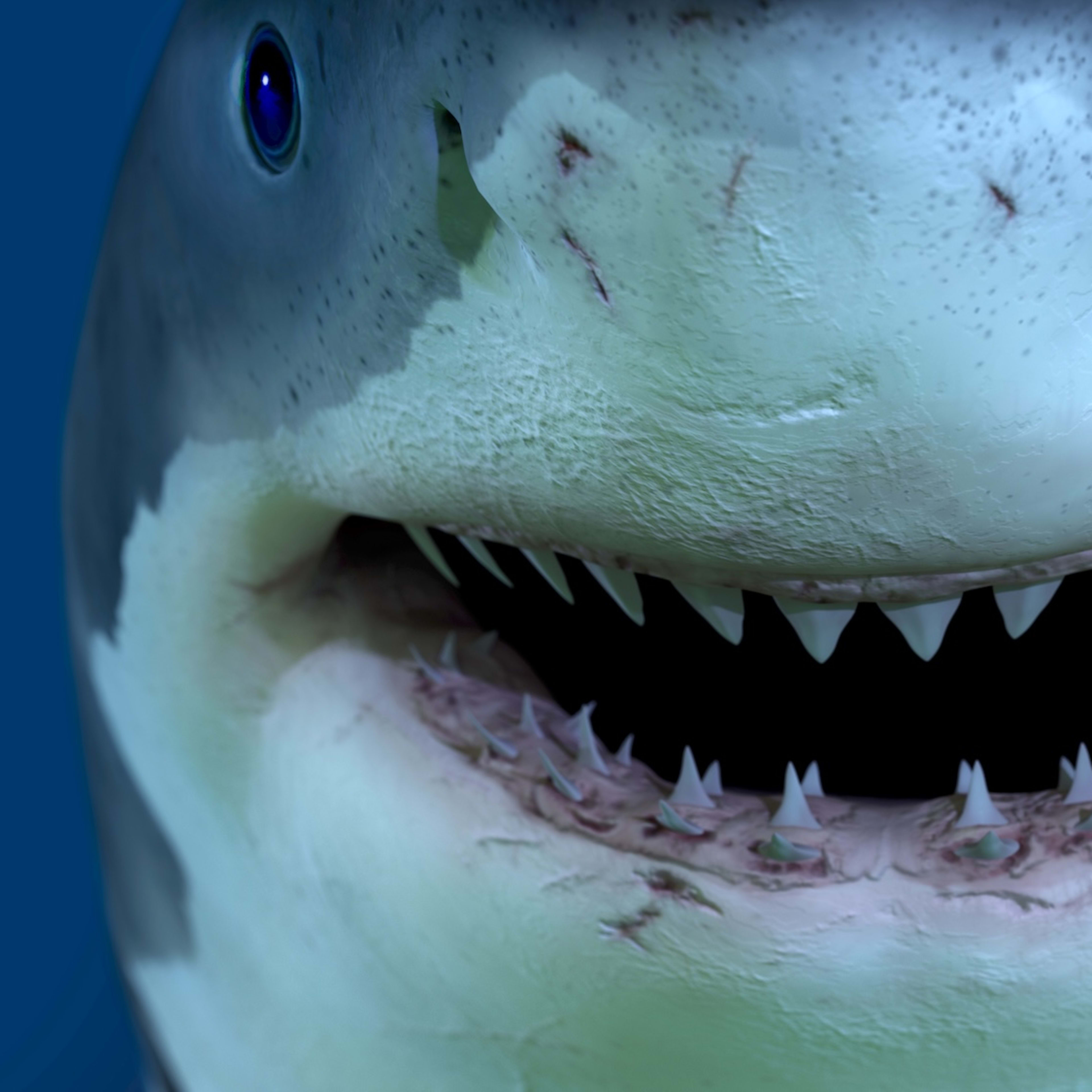 Video: Massive Great White Shark Filmed Off Of San Diego - Surfer