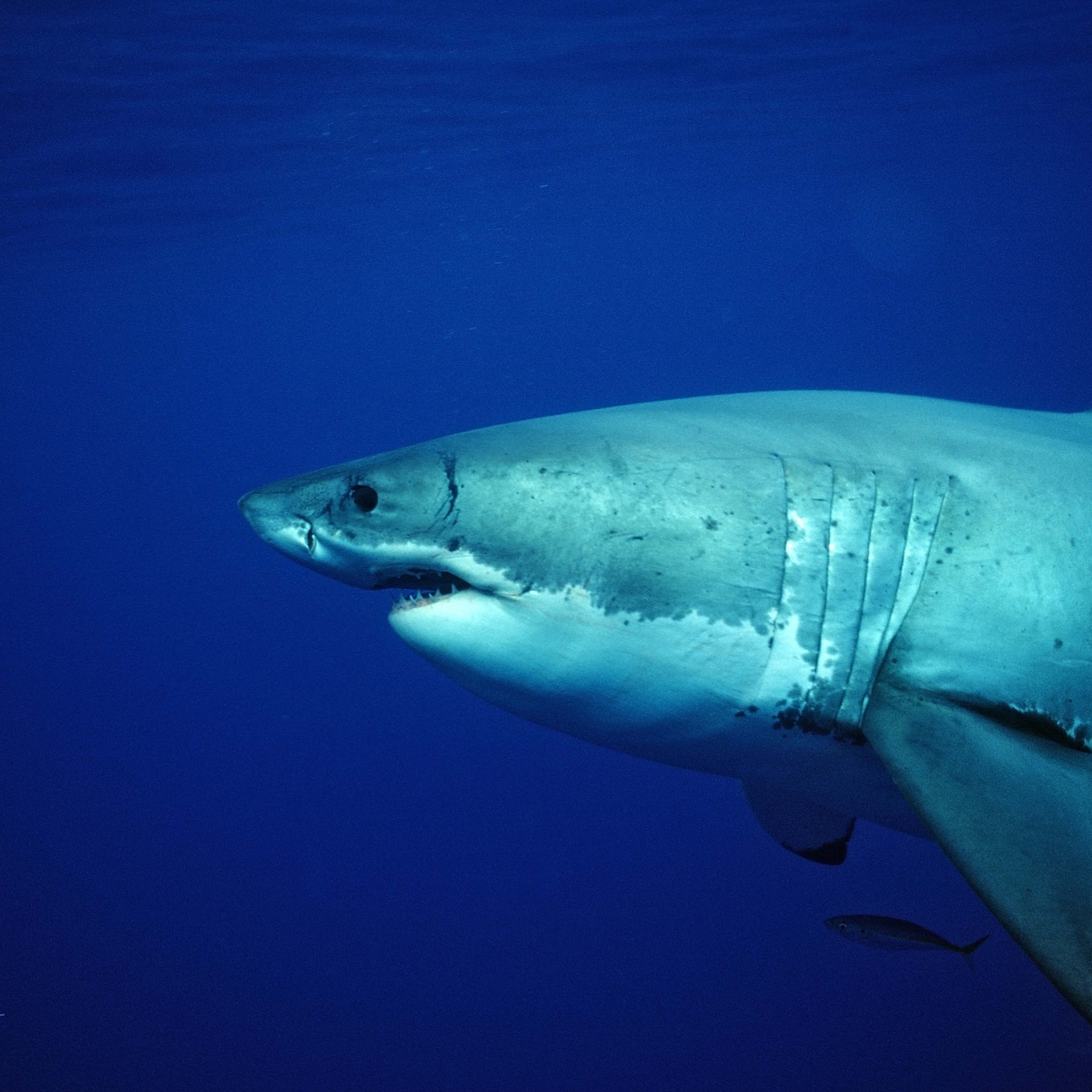 Possible Shark Attack, Woman Missing in Northern California - Surfer