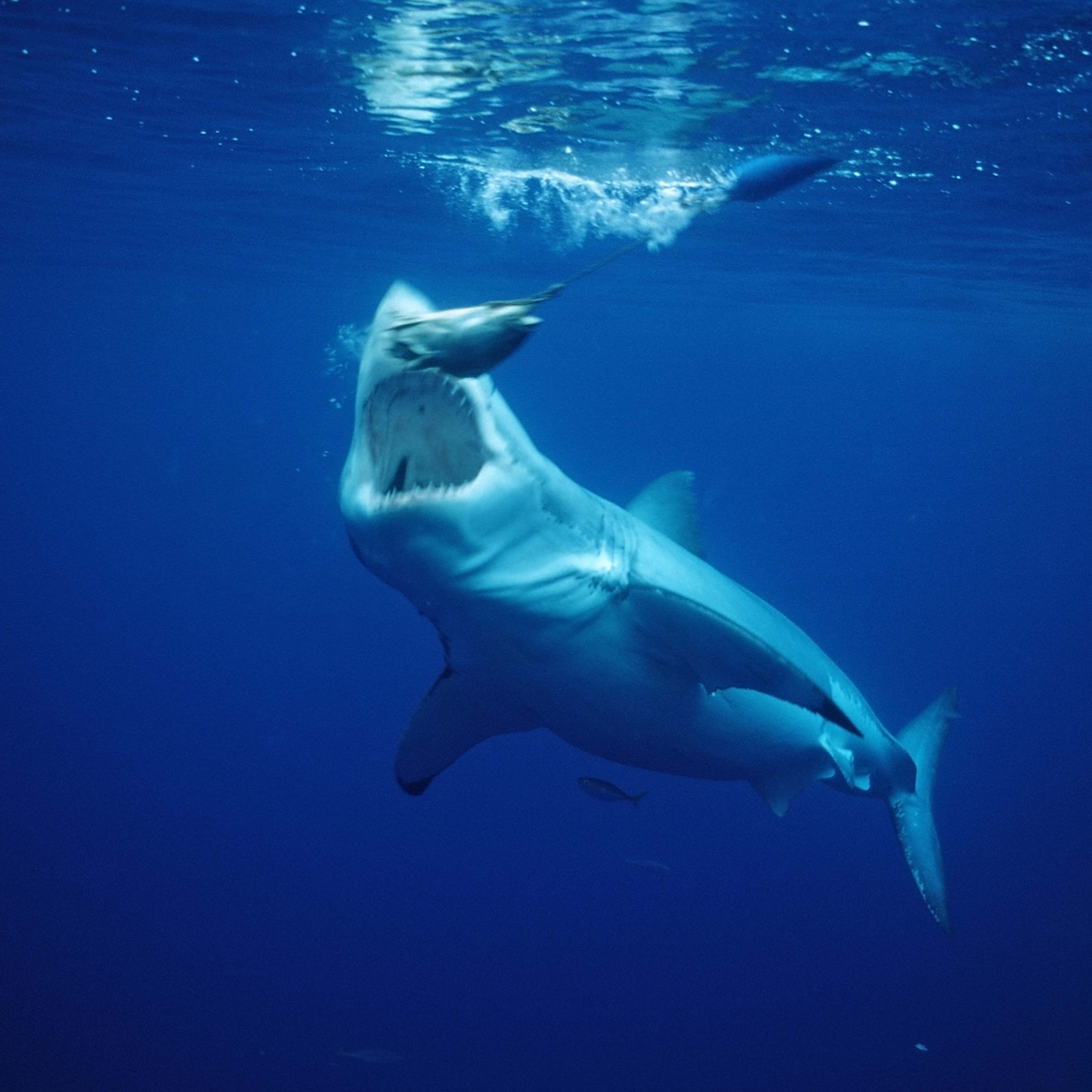 Shark Smashes Surfer’s Board in Northern California Attack - Surfer