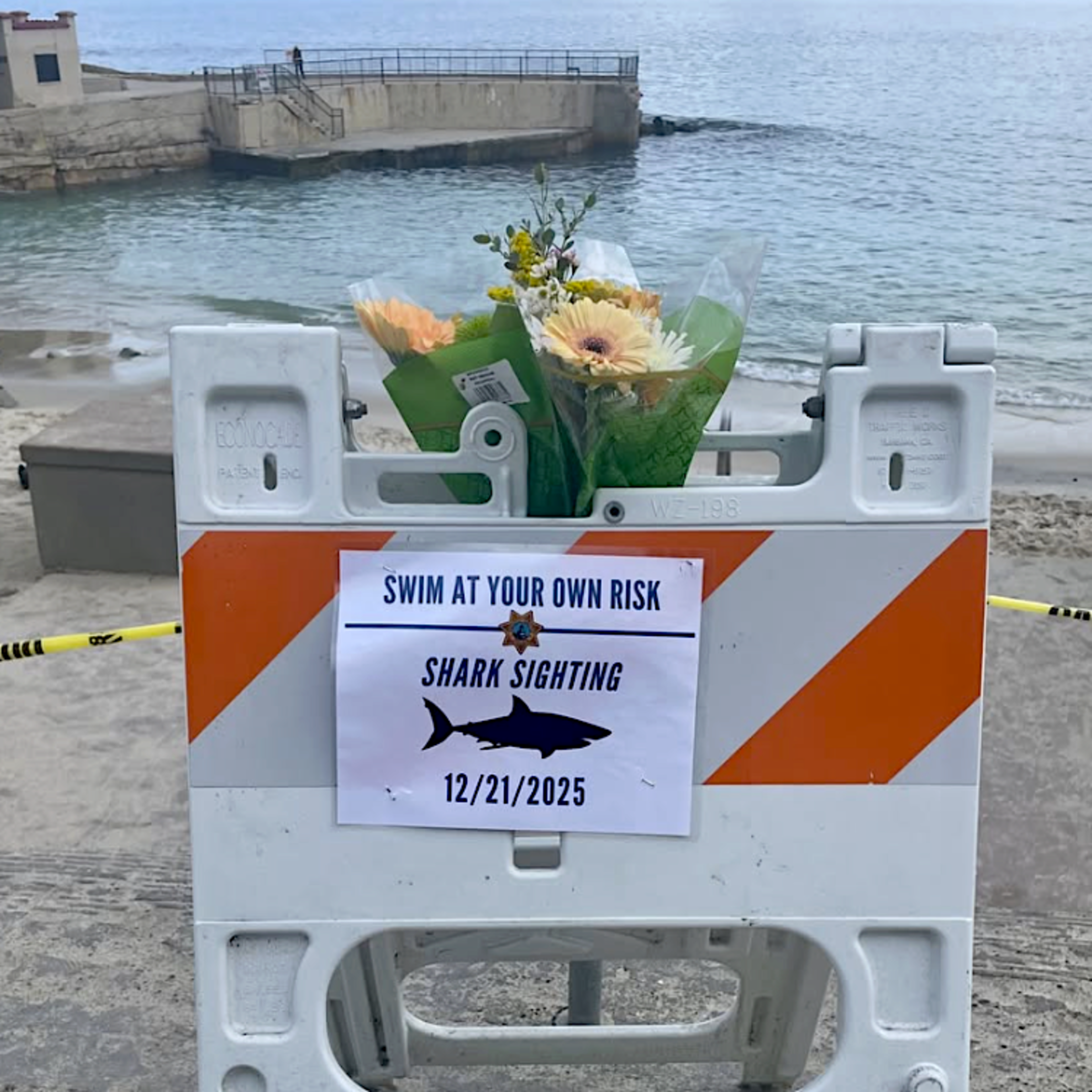 Erica Fox Monterey Shark Attack Victim Identified - Surfer