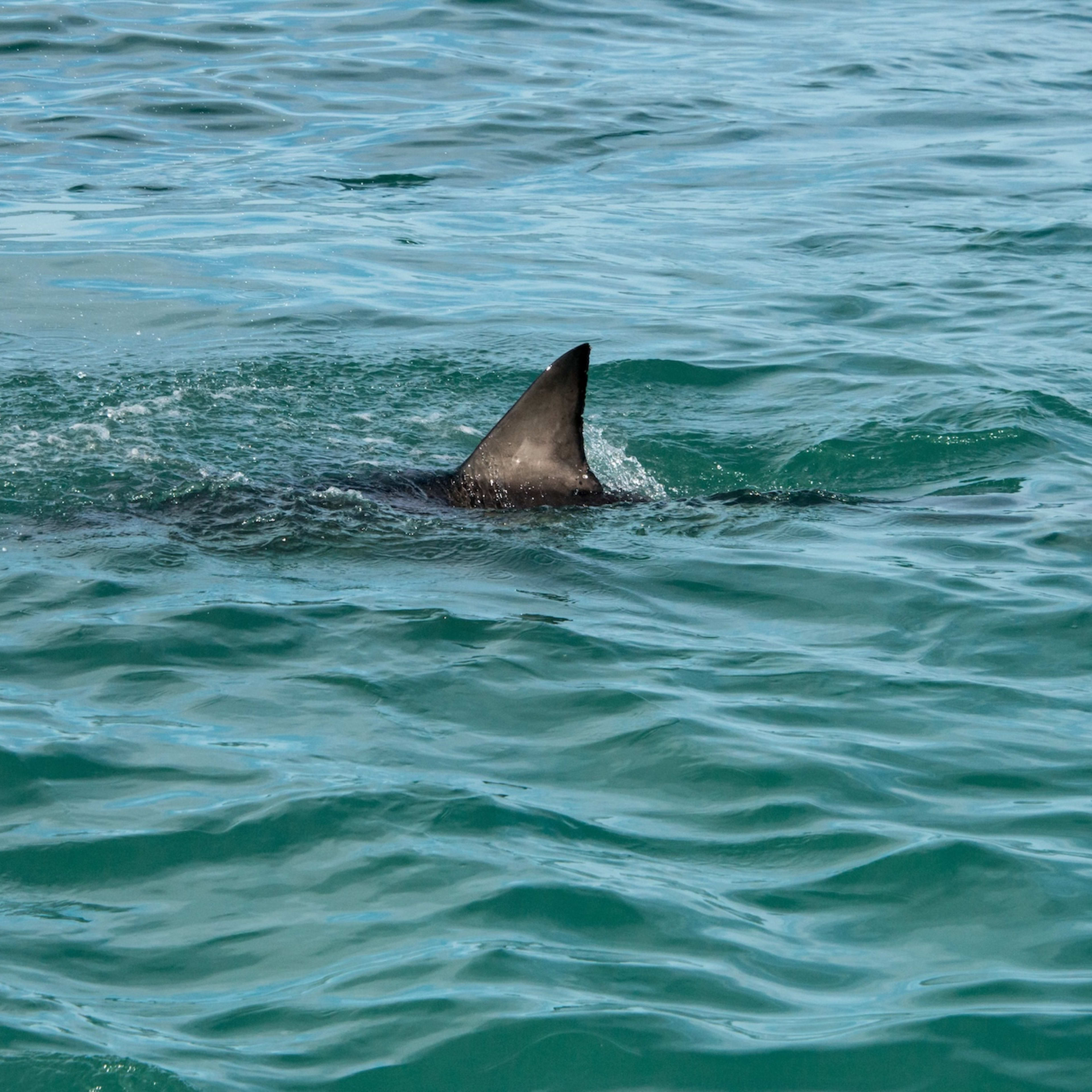 Watch Live: The 2026 Da Hui Backdoor Shootout - Surfer