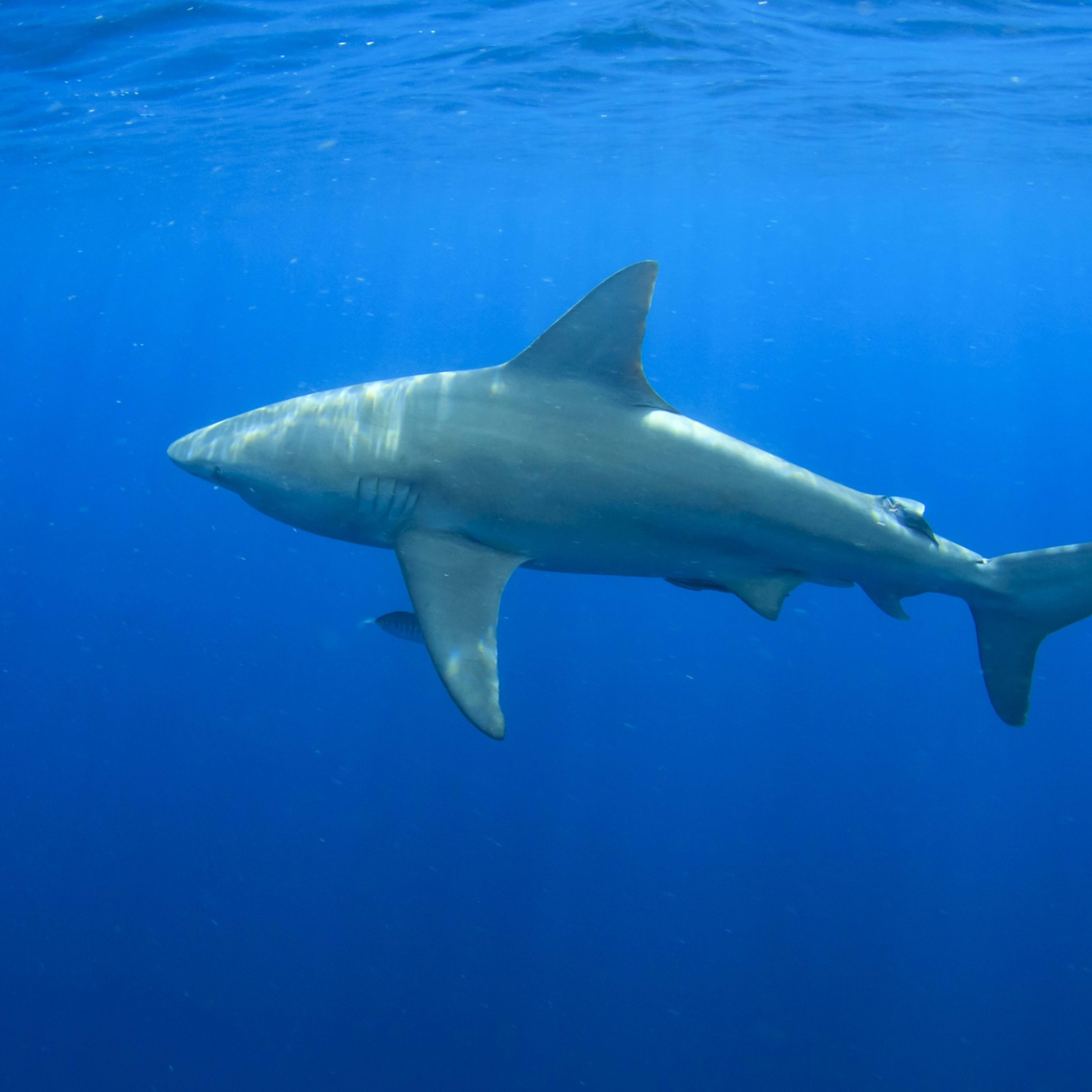 ‘Large Shark’ Mauls 12-Year-Old in Life-Threatening Sydney, Australia ...