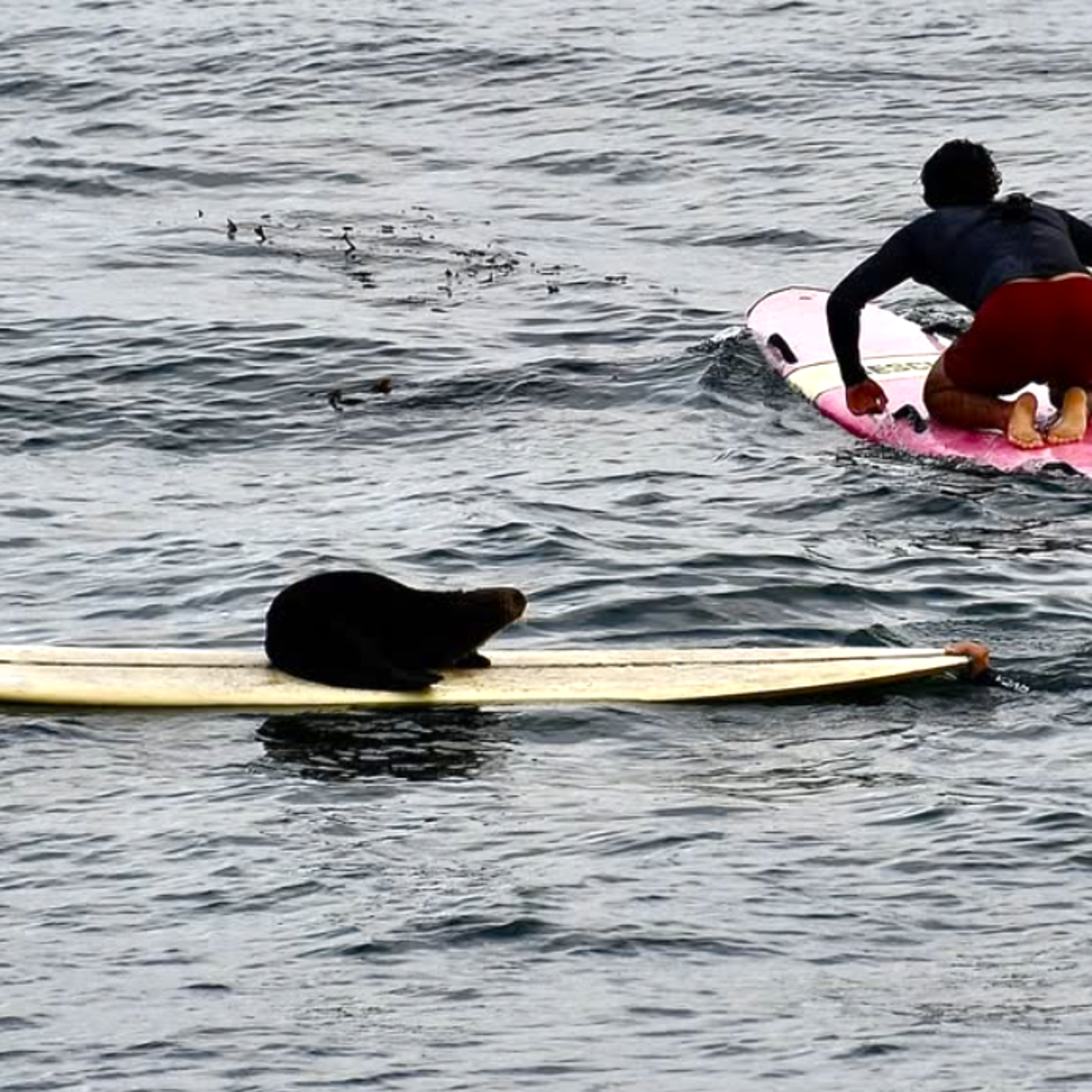 The World’s Richest Surfers (Per Celebrity Net Worth) - Surfer