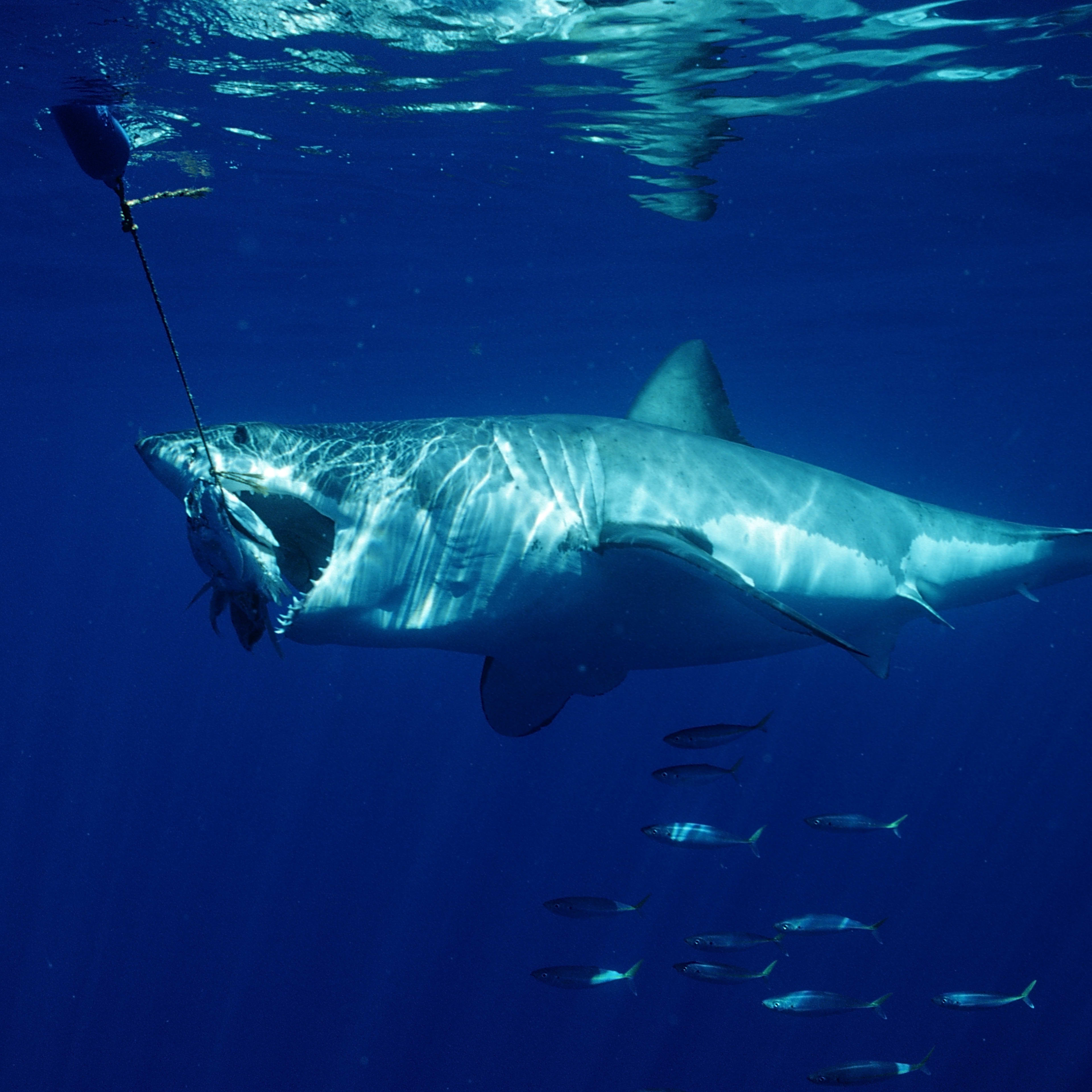 Do Great White Sharks Hunt at Night? Here’s New Evidence (Video) - Surfer