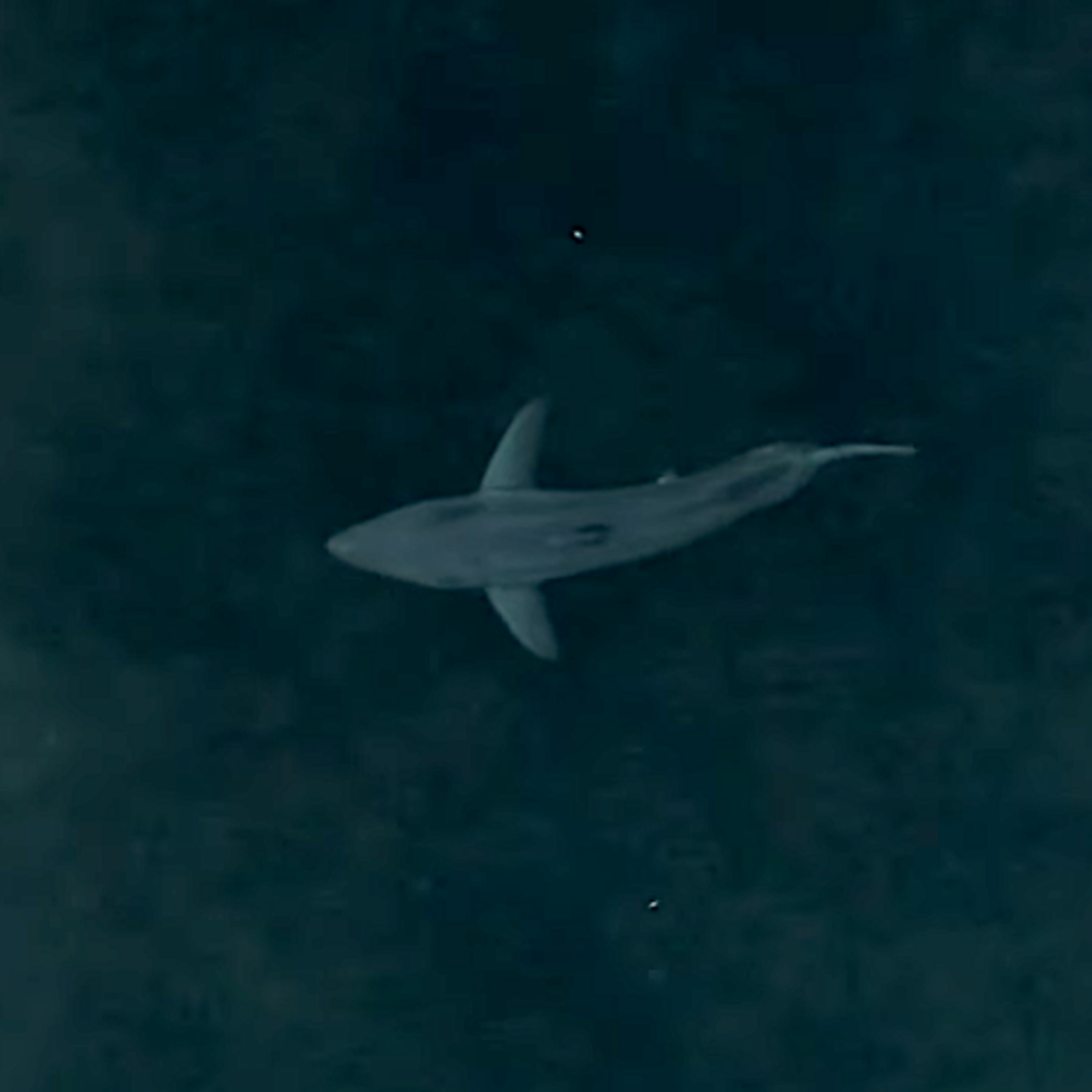 The 7 Best Shark Documentaries Every Surfer Should See - Surfer