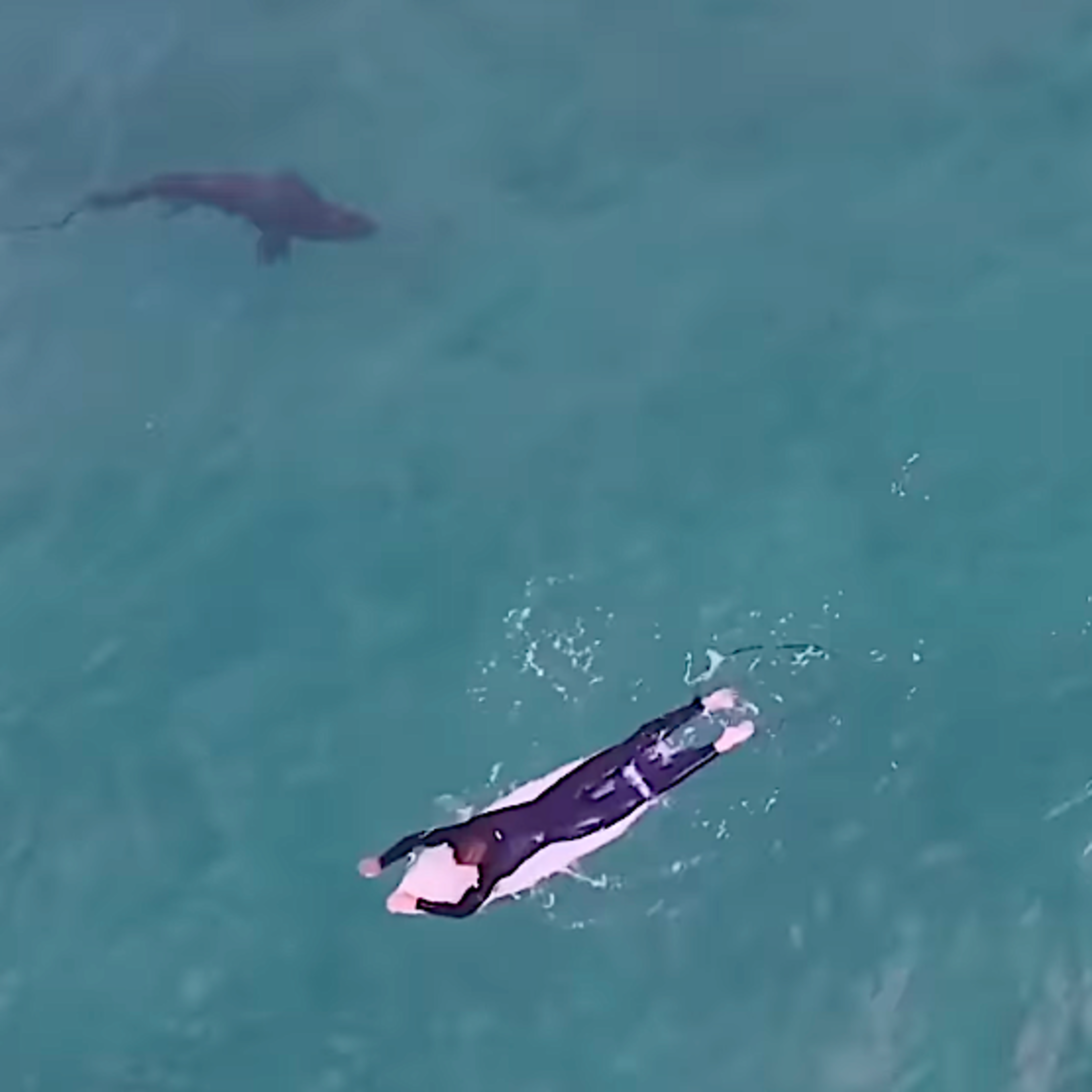 ‘1,000 Sharks’ Swarm Popular New York Surf Zone (Video) - Surfer