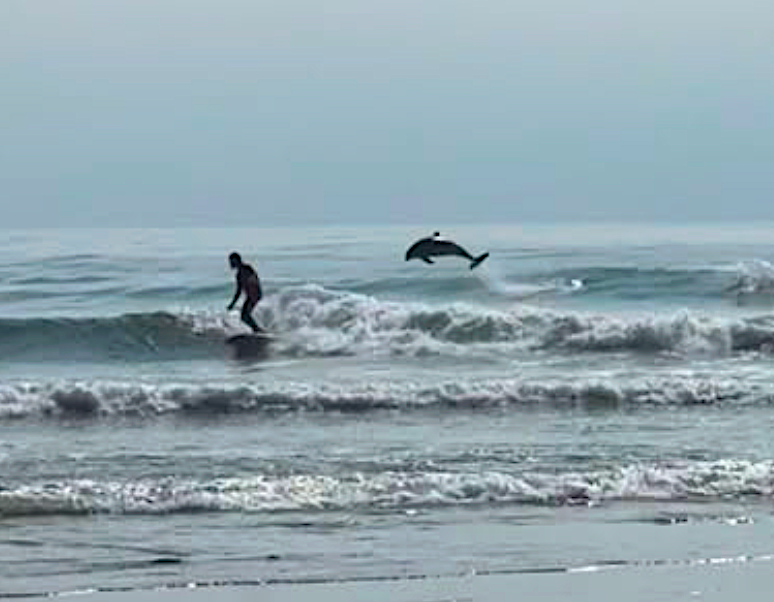 Surfer TV - Surfer
