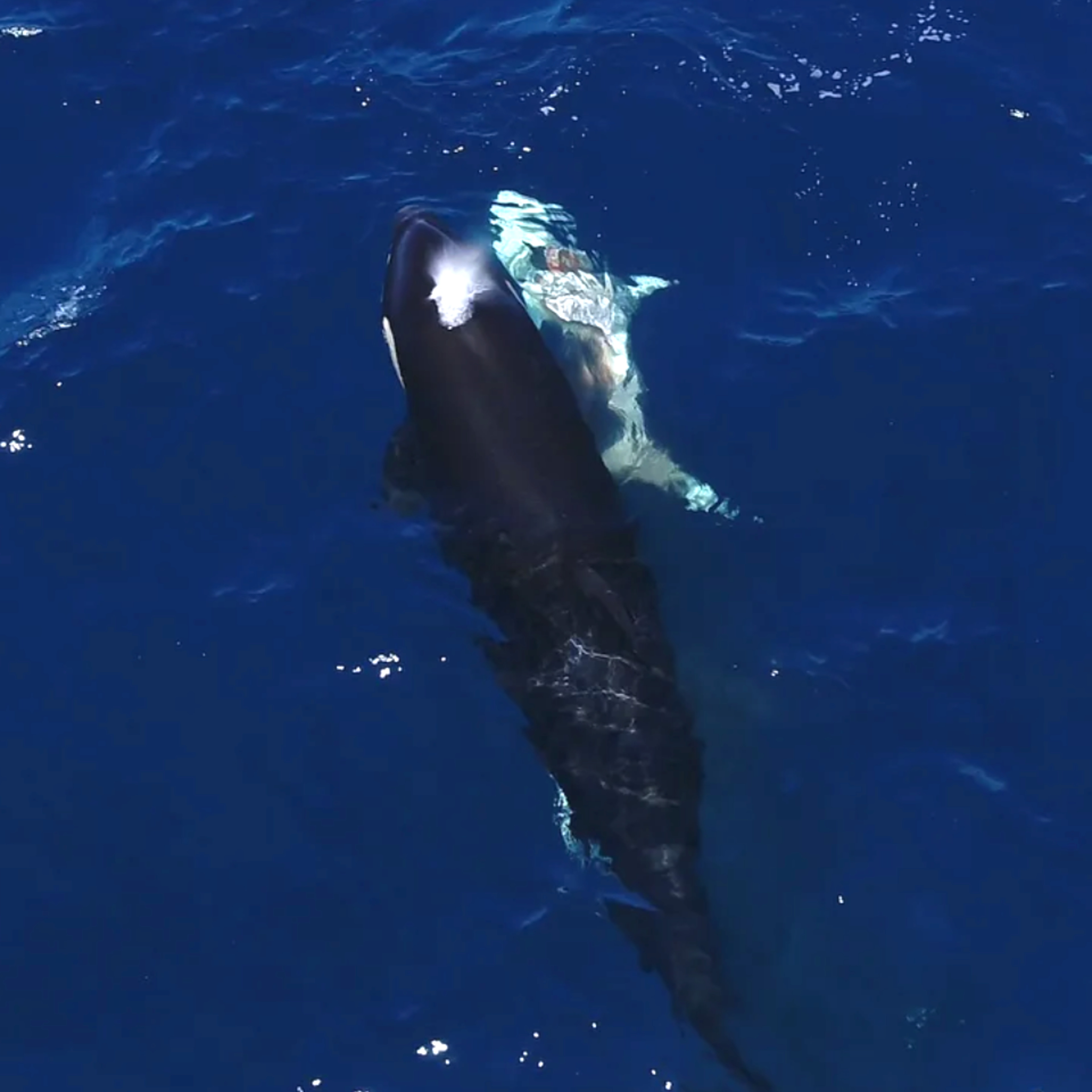 Thousands Of Sharks Seen Breaching Off The Coast Of Ireland (Video) - Surfer