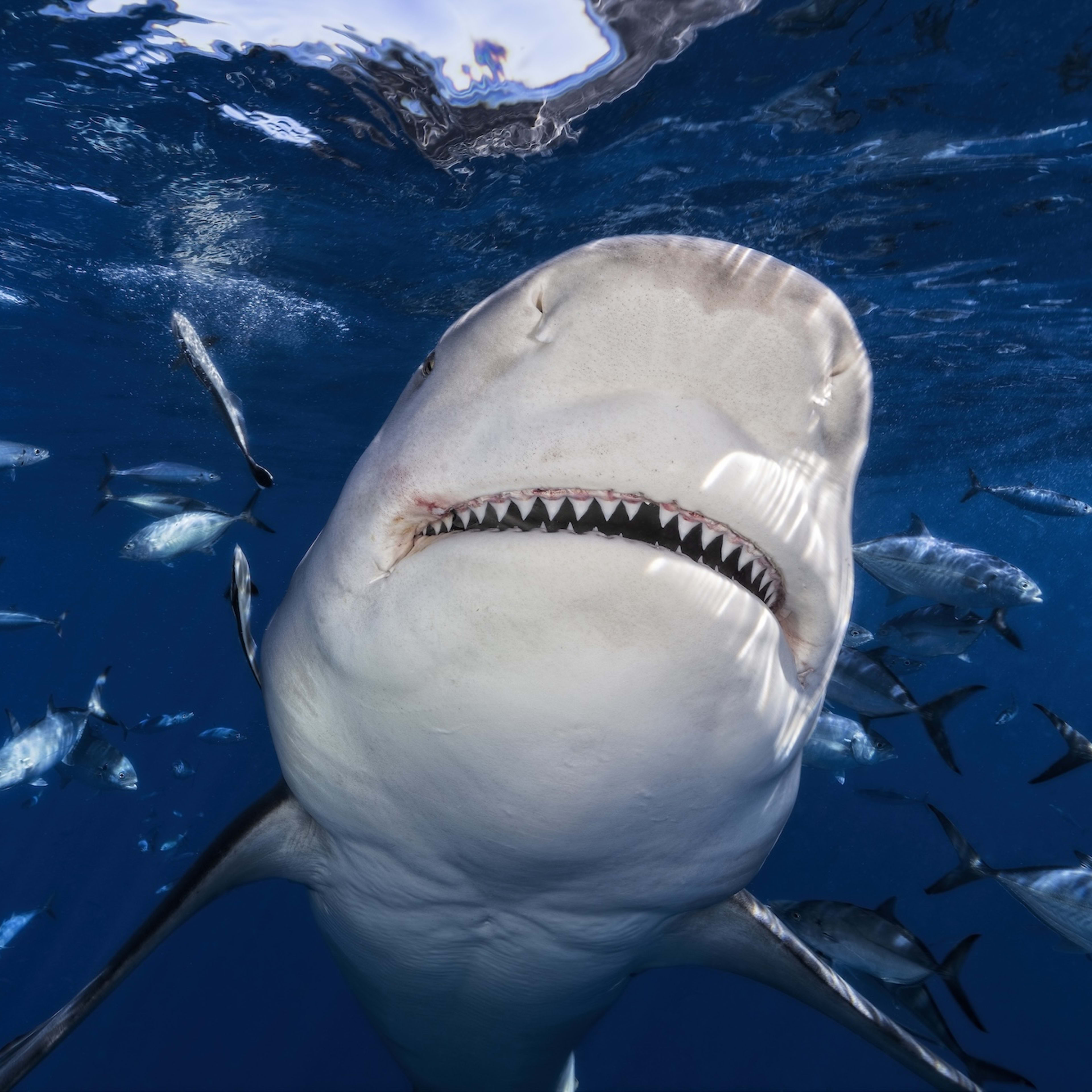 Shark Attacks Tourists in Australia, Woman Killed (Video) - Surfer