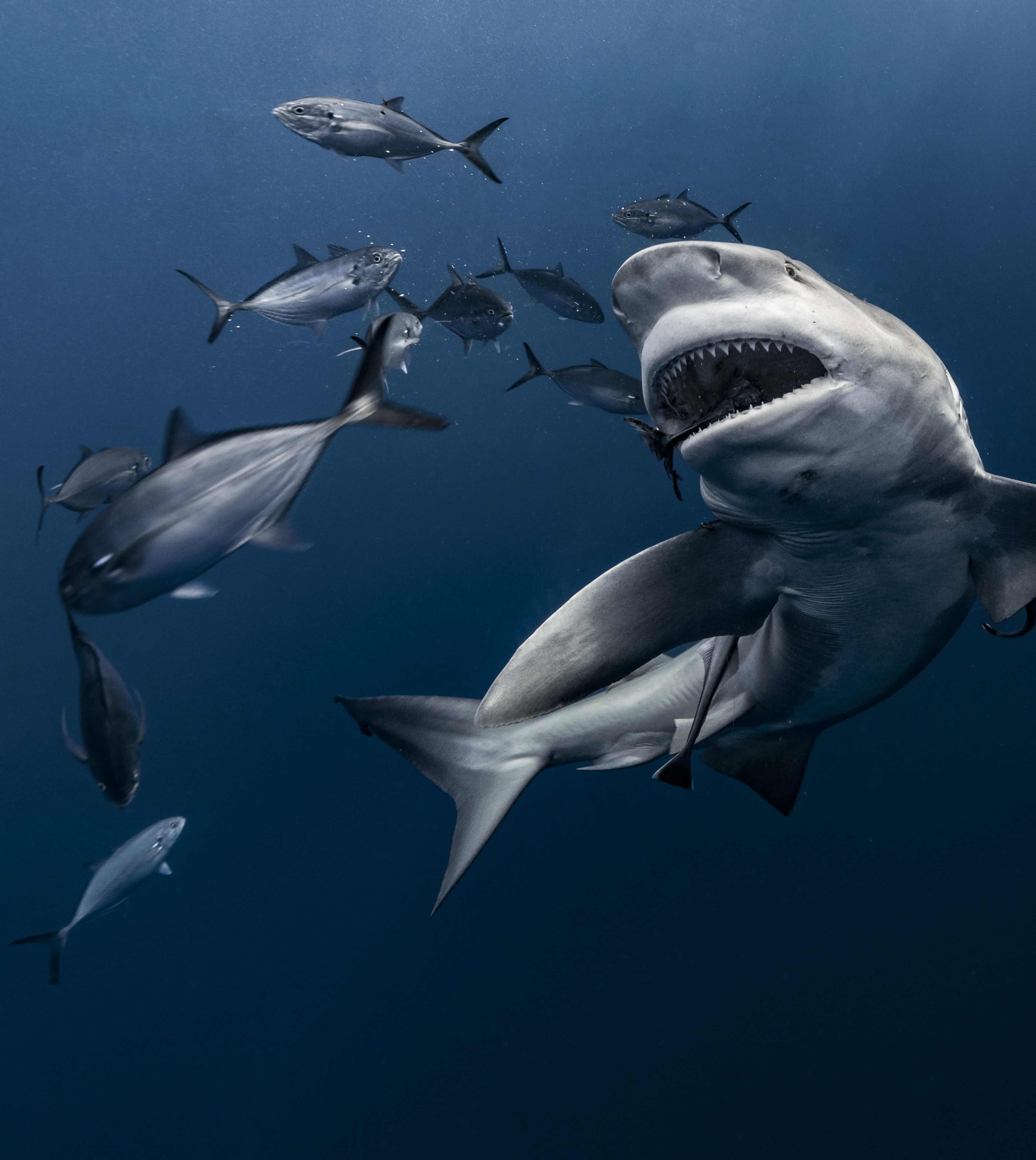 The 20+ Most Common Shark Species Found Near Surf Spots