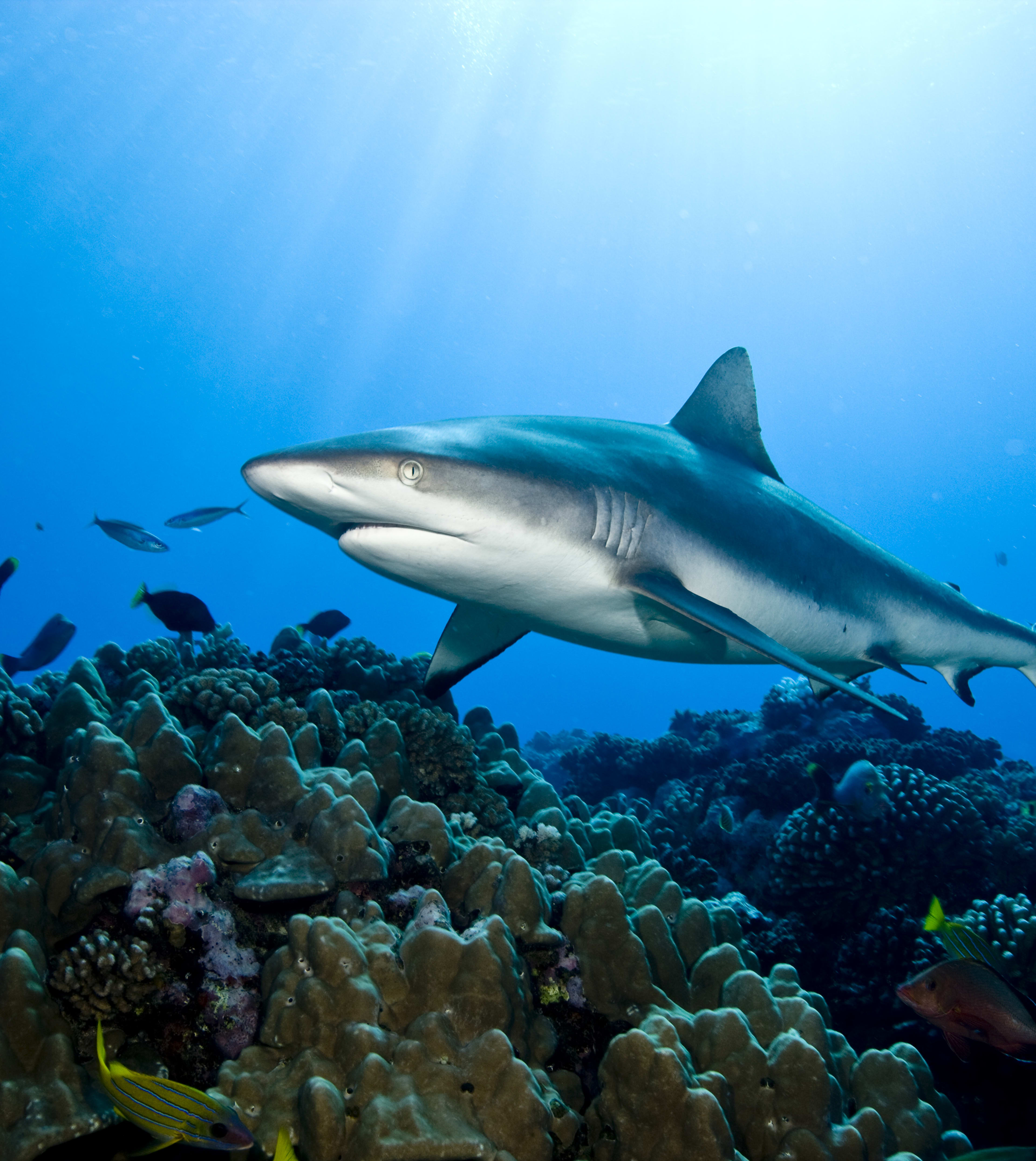 What's New With Shark Deterrents, Repellants and Mitigation Technology?