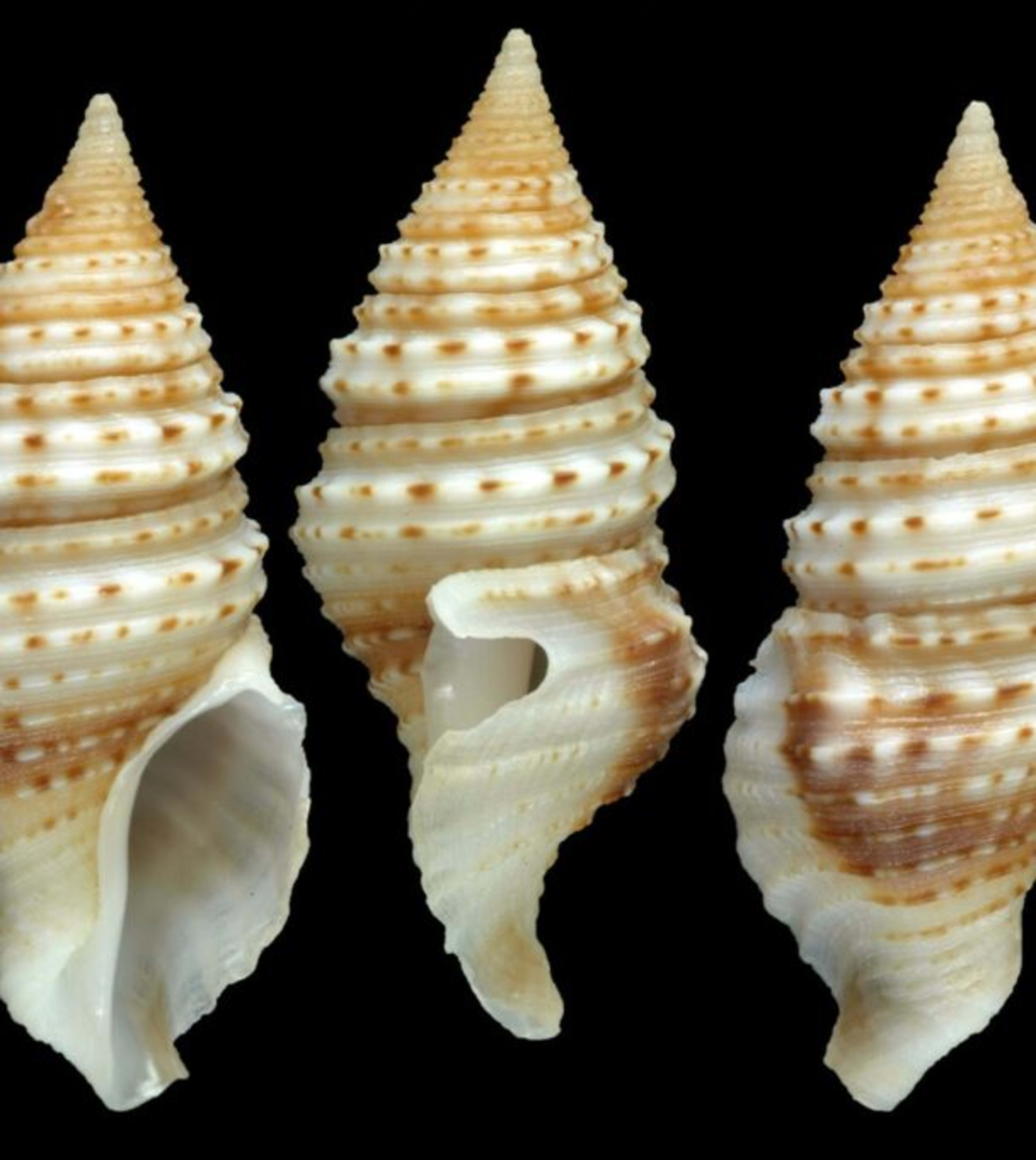 Crocodile Fakes Drowning to “Lure Humans into Water” (Video)