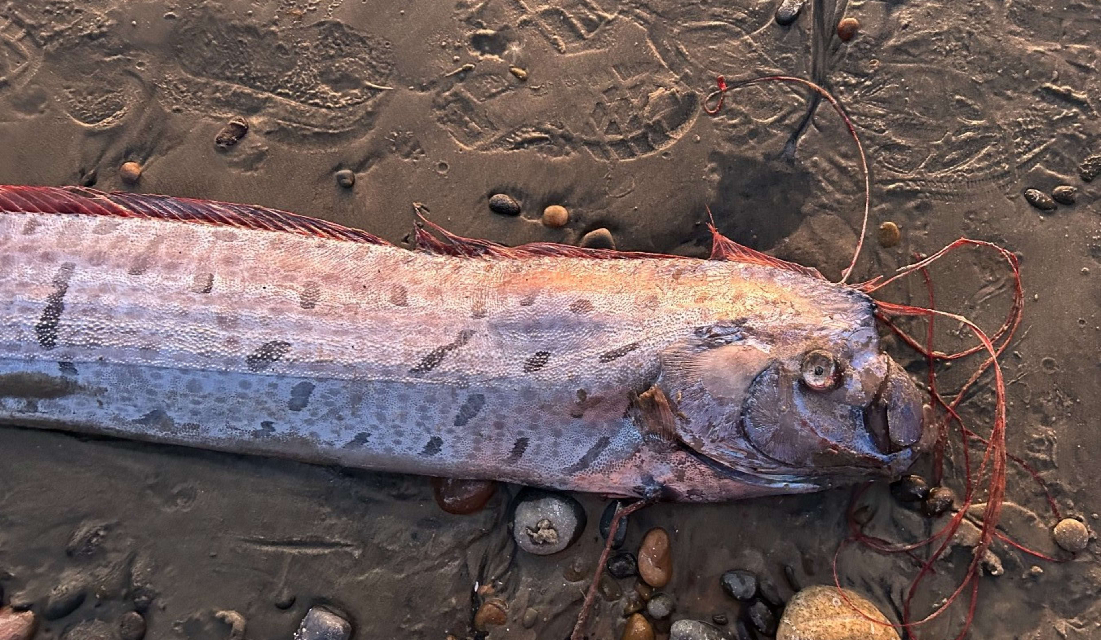 10' Doomsday Fish Washes Ashore, Cursing San Diego Surf Town