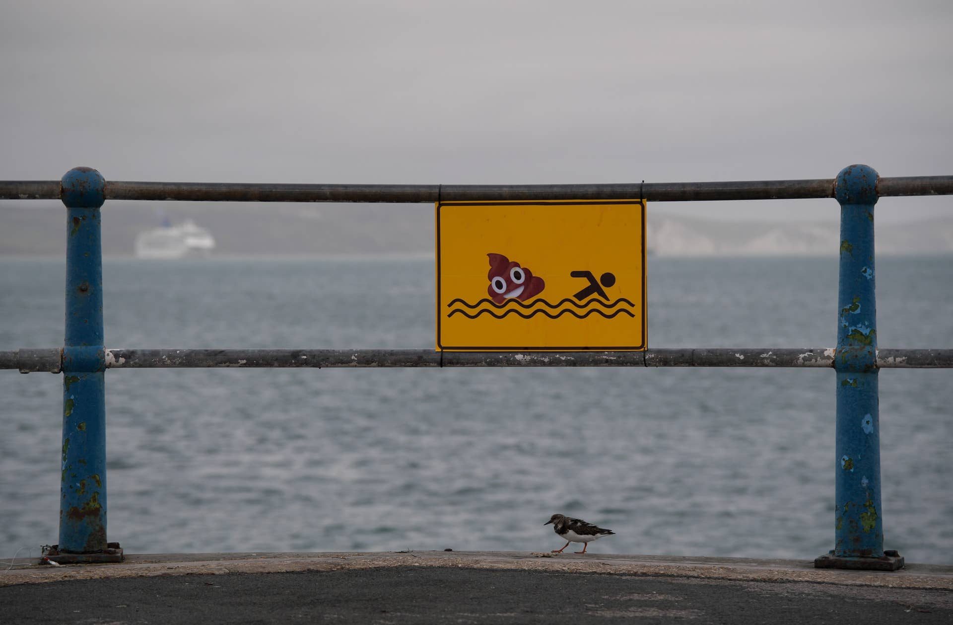 Poop Is Good for the Ocean, Scientists Say