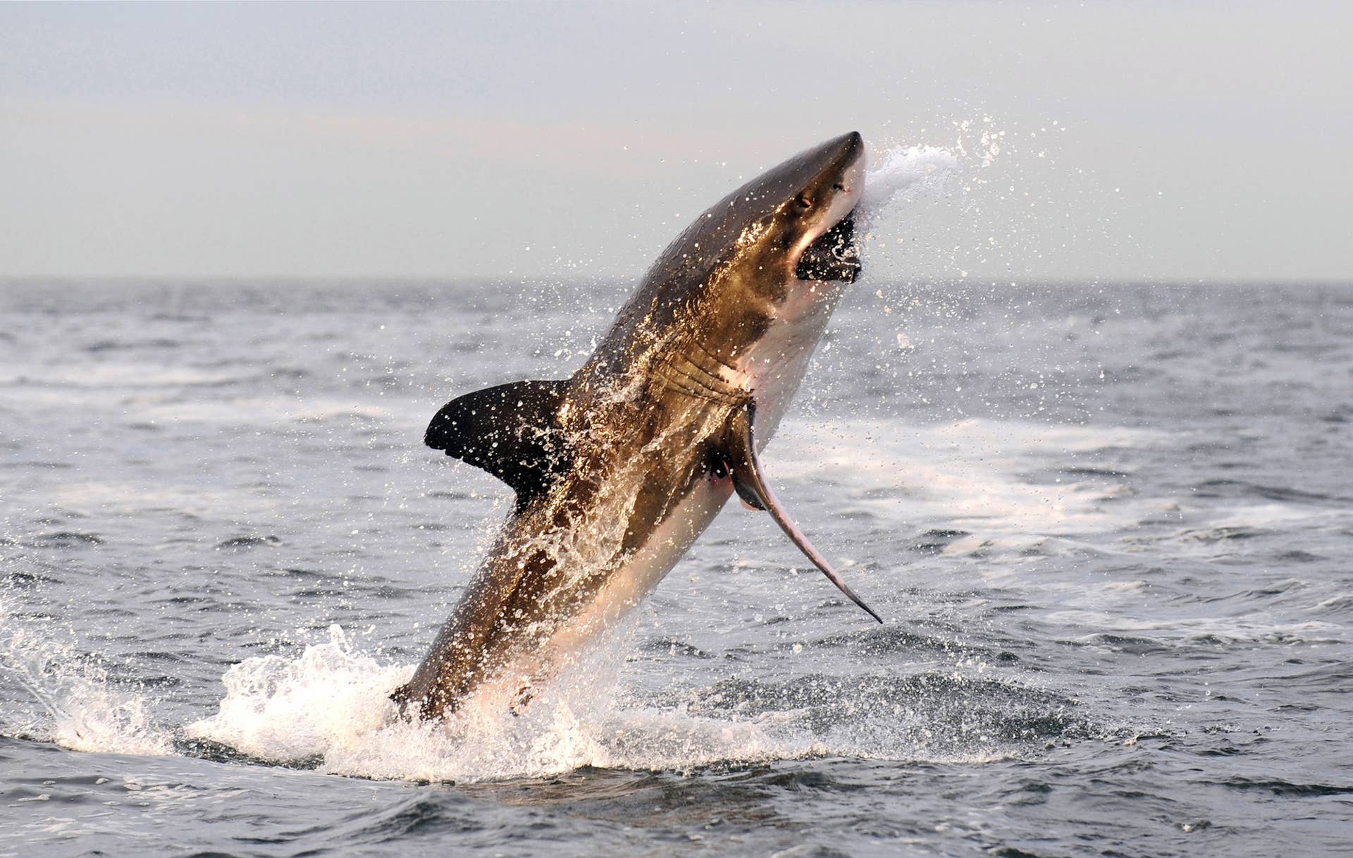 Great White Shark Jumping Discovering The Majesty Of Great White Shark