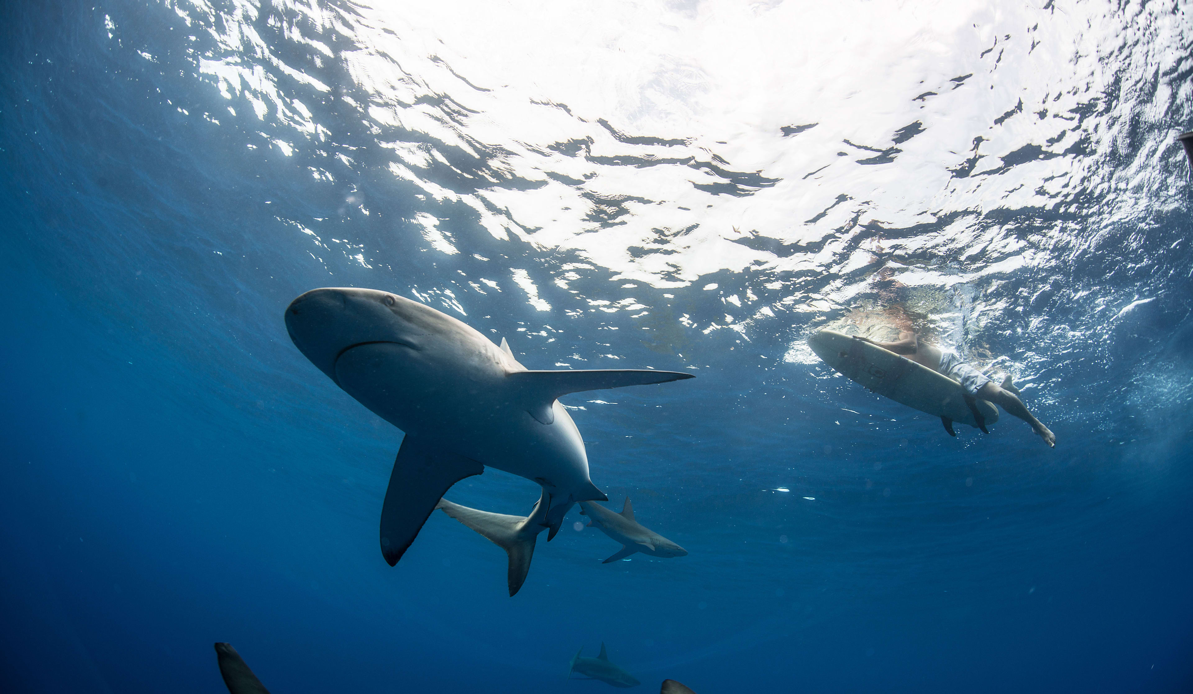 The 20+ Most Common Shark Species Found Near Surf Spots