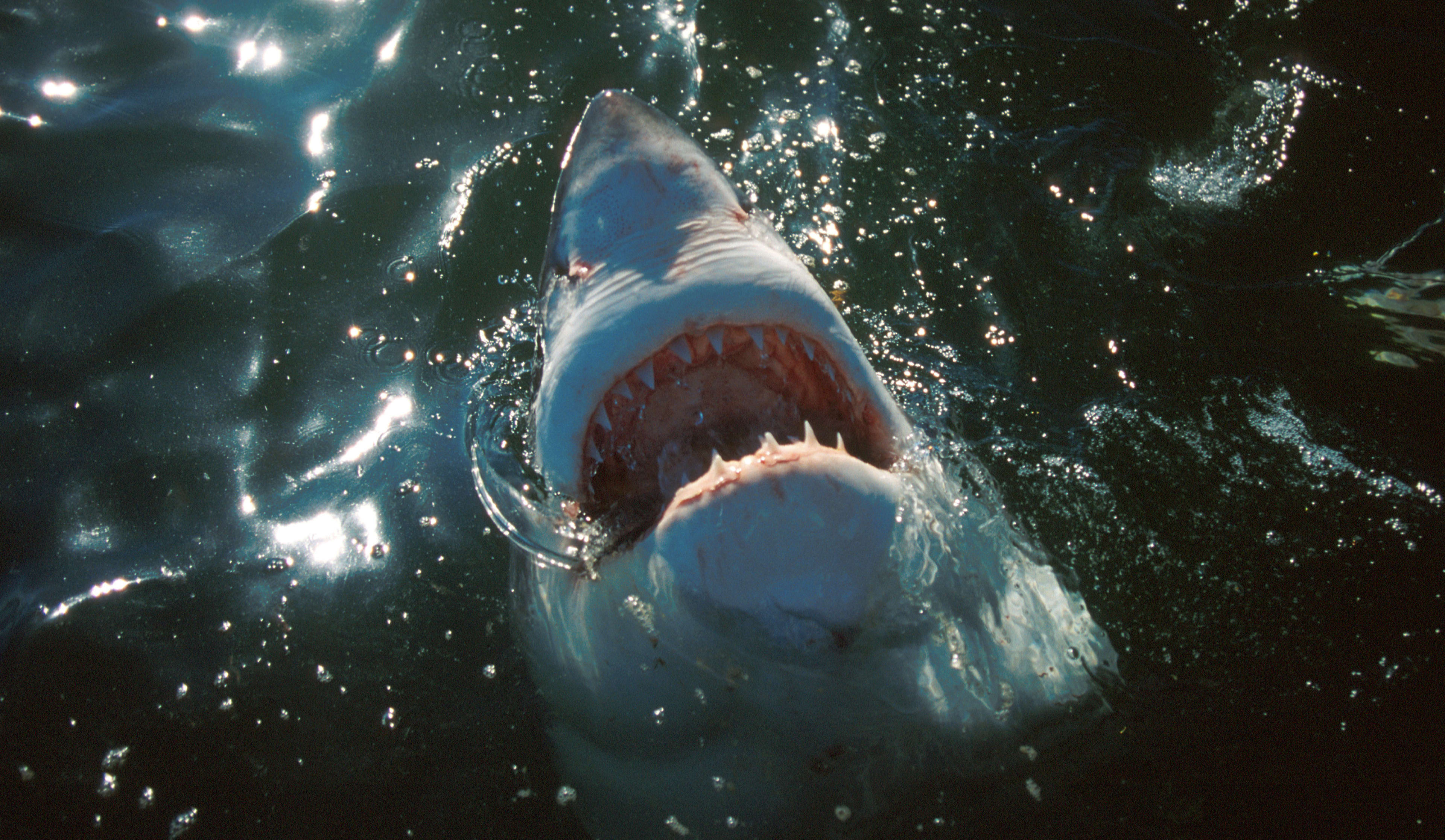 Dead Great White Sharks Are Washing Up In The U.S. and Canada