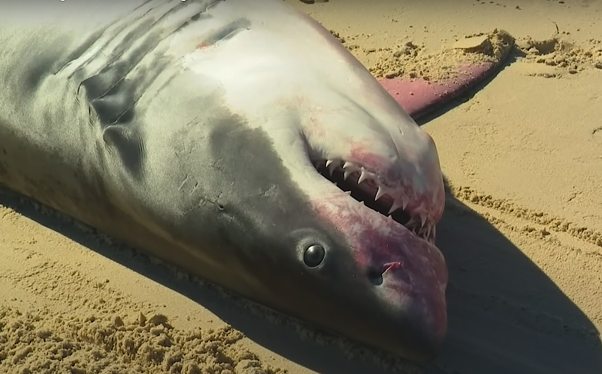 “Monster” Great White Shark Washes Ashore in Australia (Video) - Surfer