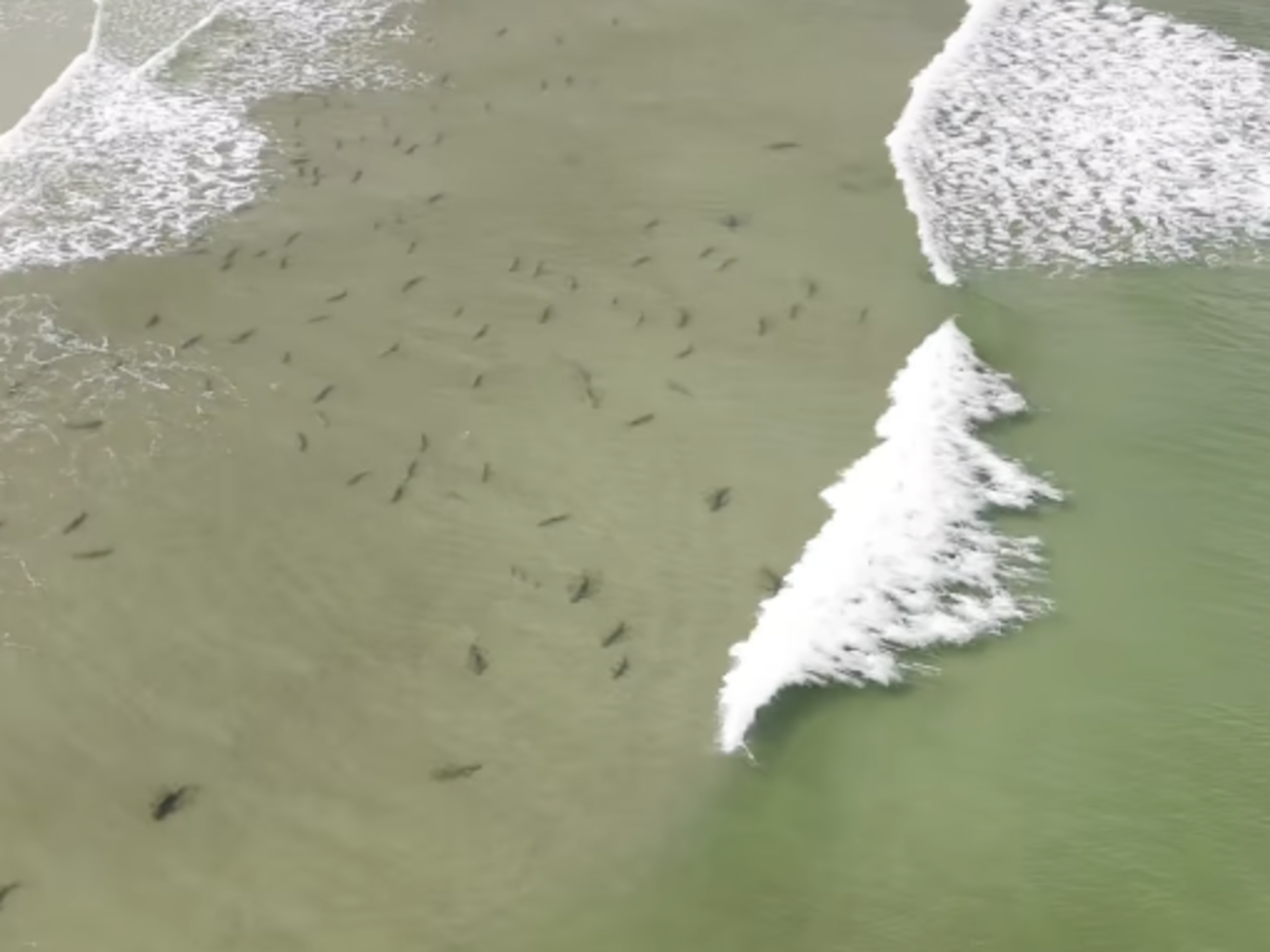 eric geiselman shark attack