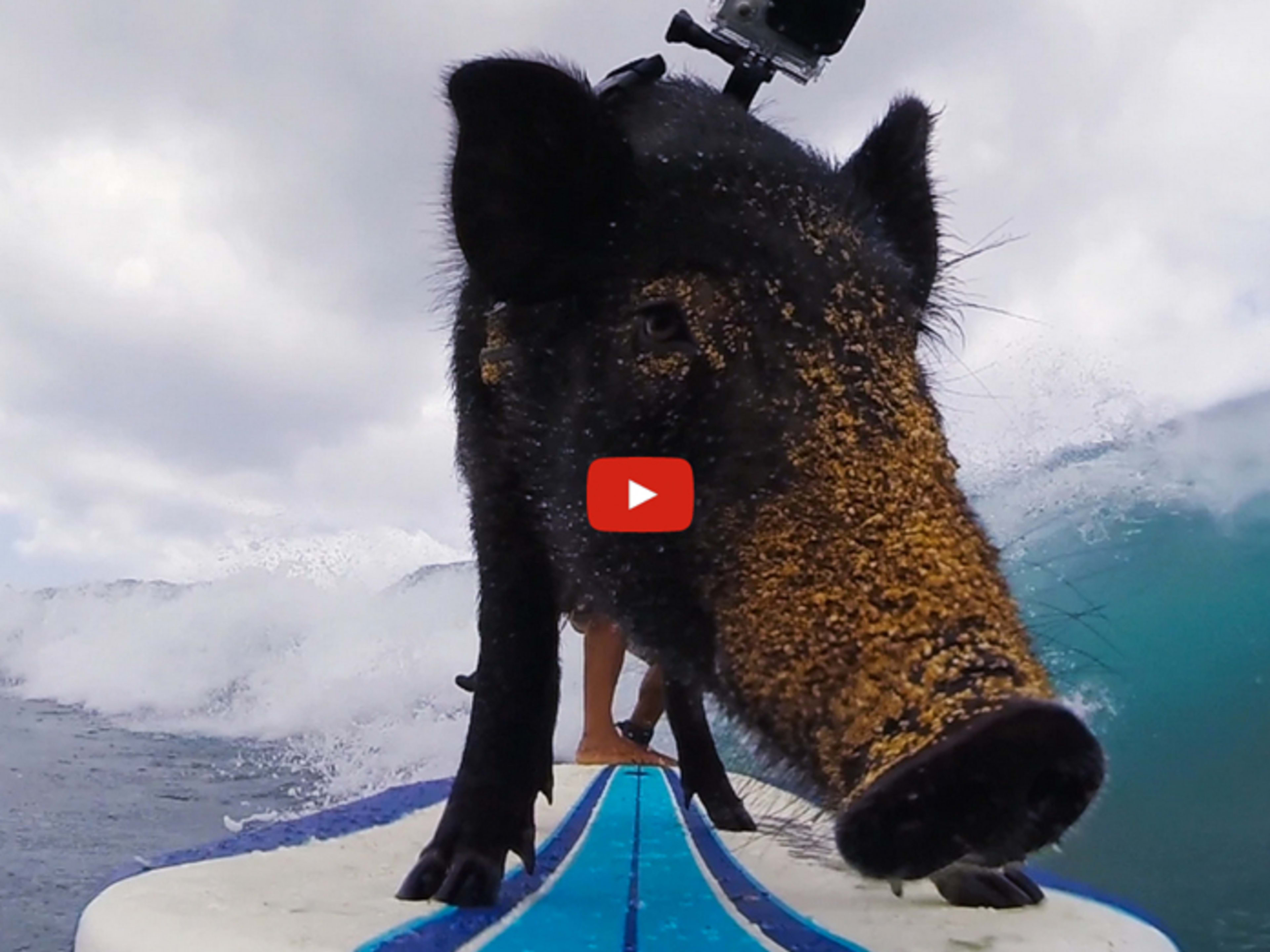 Video: Kama The Surfing Pig | SURFER Magazine - Surfer