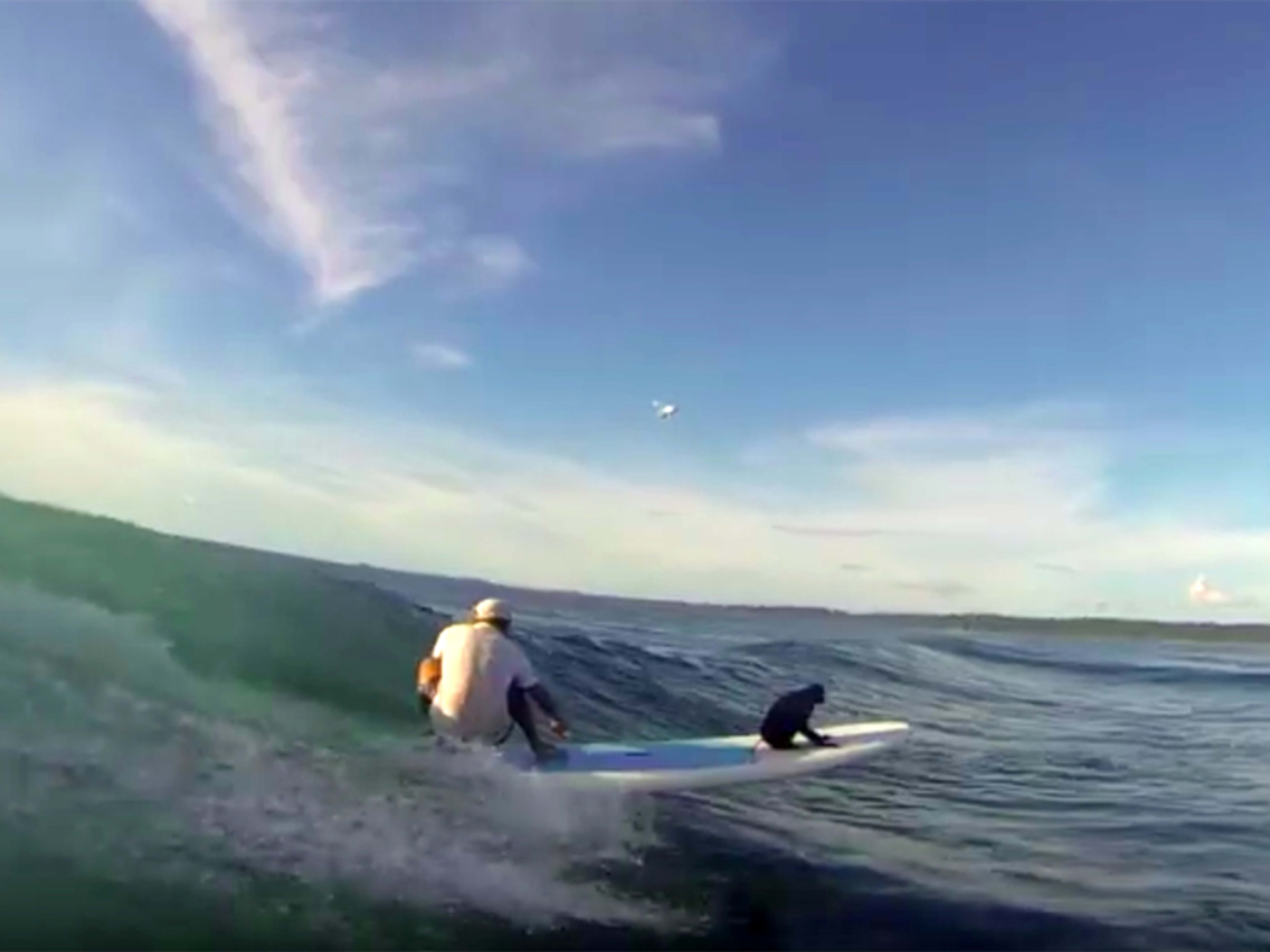 Well, Here's A Surfing Monkey - Surfer