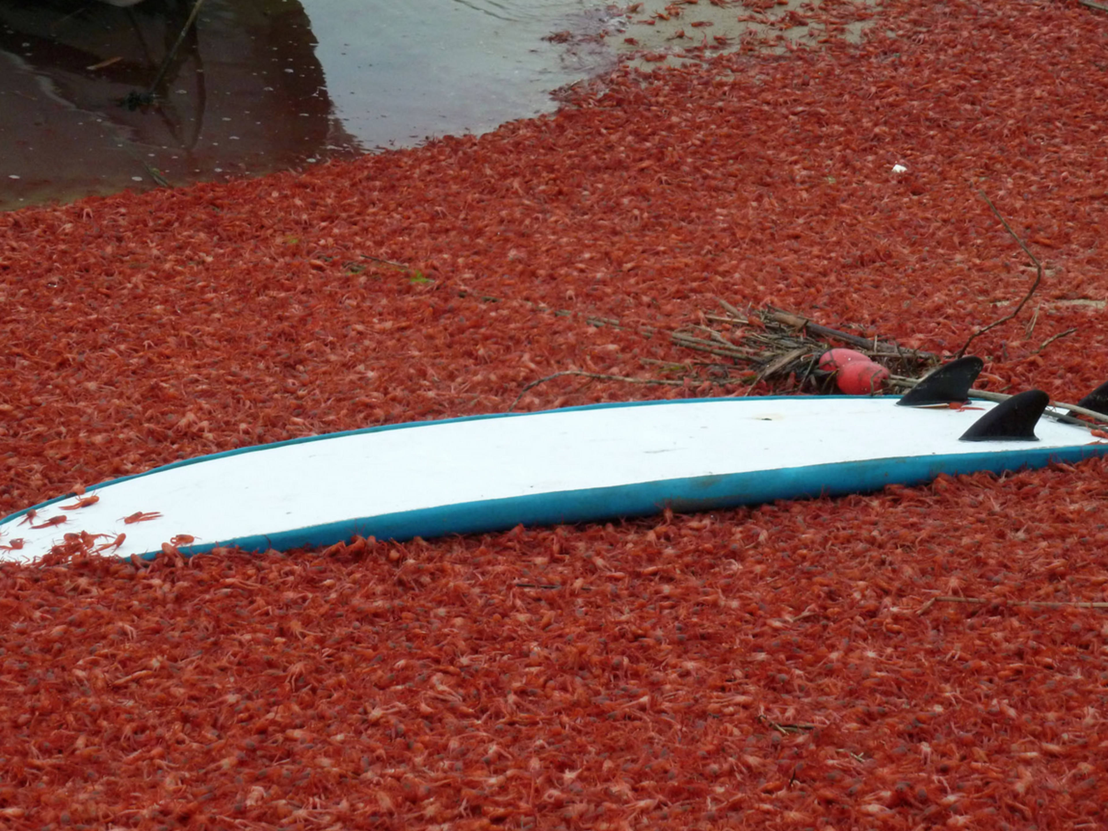 Red Crabs of the Apocalypse? | SURFER Magazine - Surfer