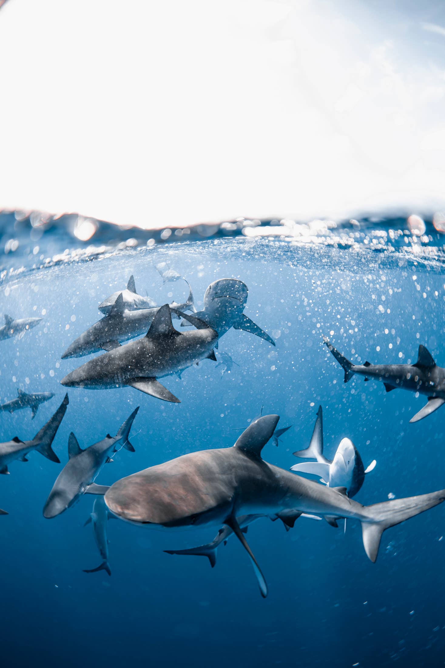Sharks, Shrooms, San Onofre: Surfing Solo On The 4th of July - Surfer