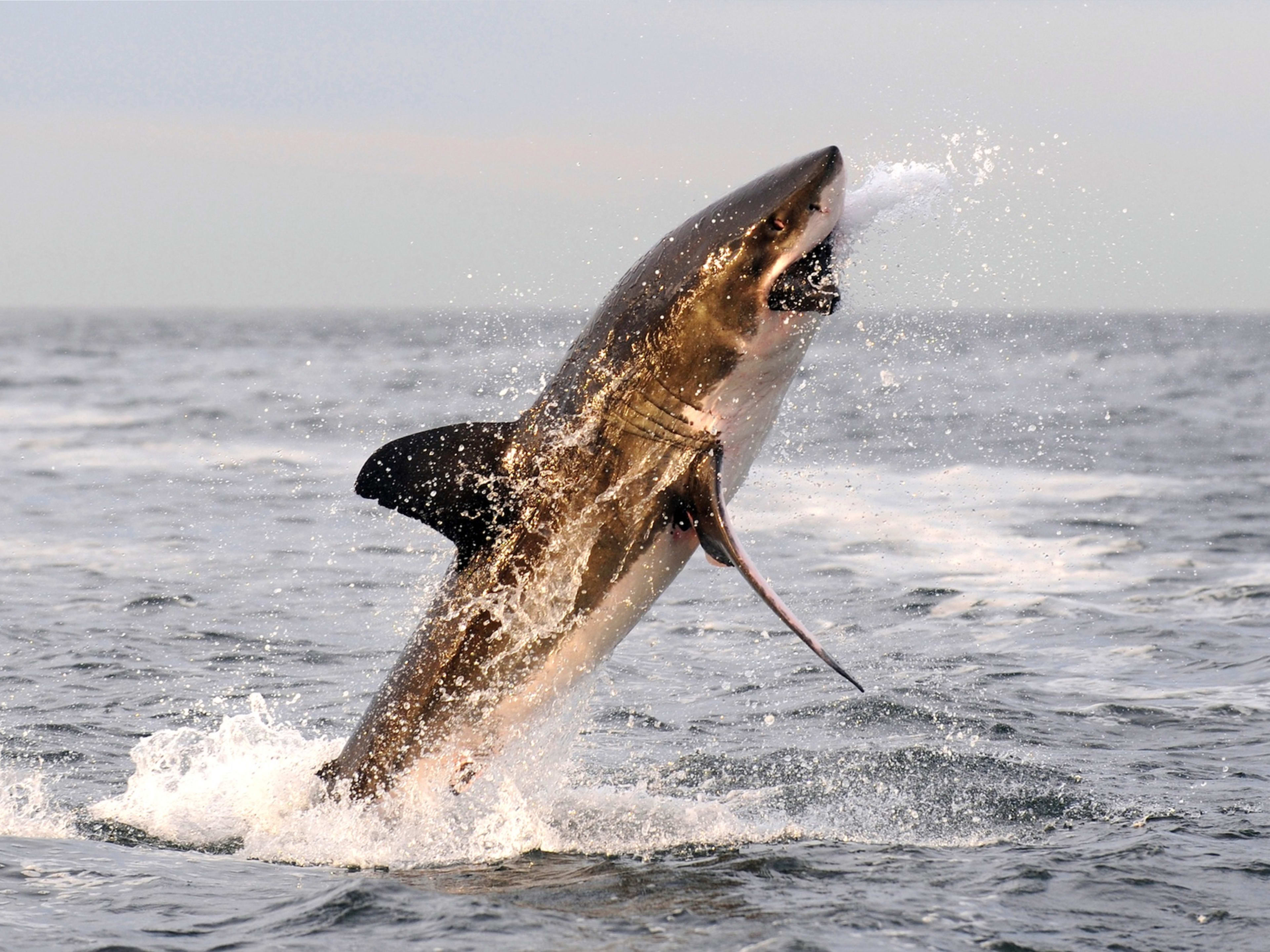Sharks Breach During Huntington Beach Surf Contest (Video) - Surfer