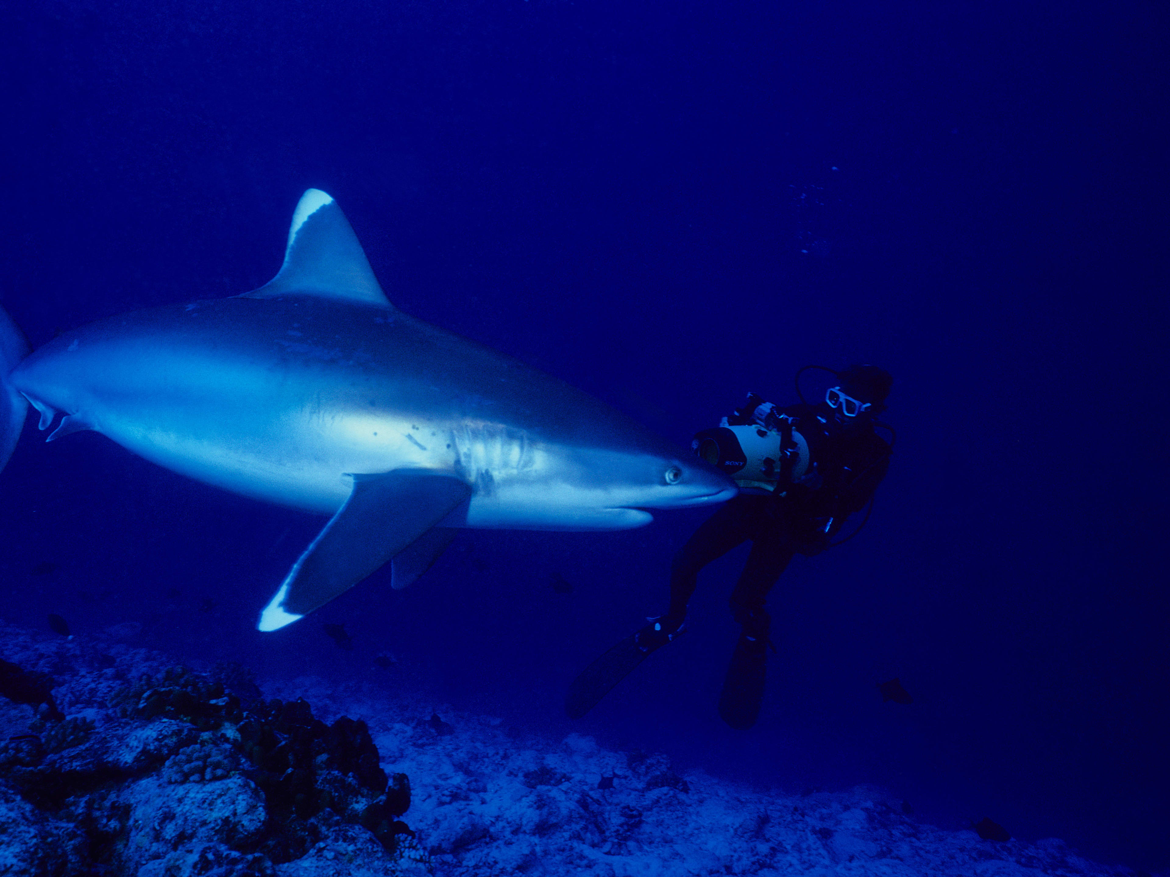 The 7 Best Shark Documentaries Every Surfer Should See - Surfer
