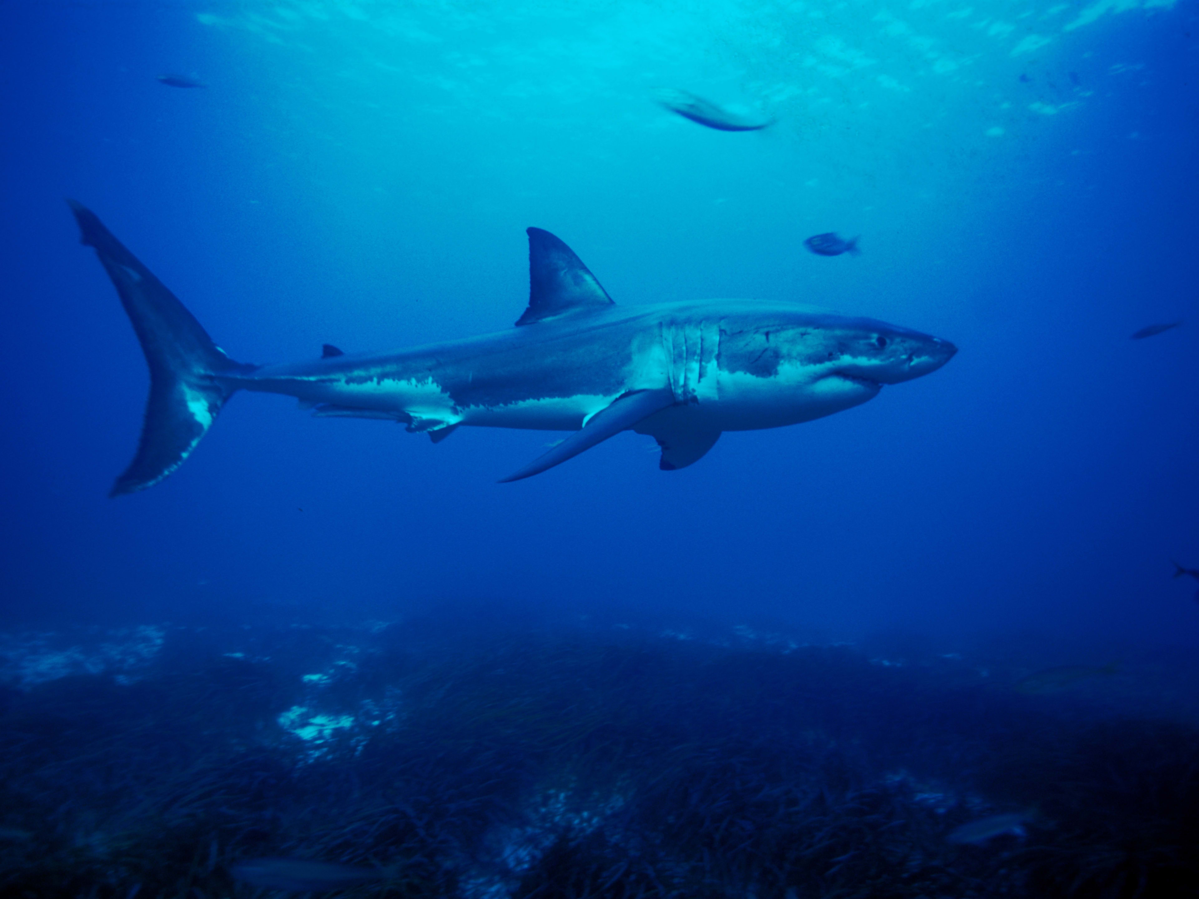 8 of the World’s Most Shark-Infested Waters - Surfer